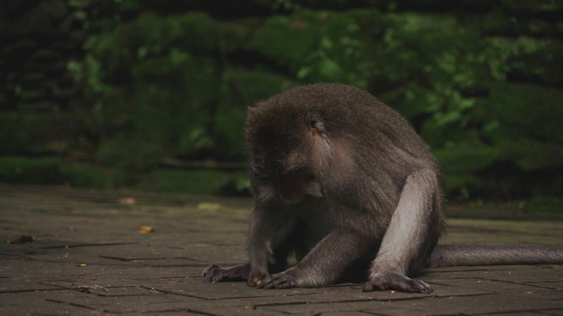 A Monkey Eating its Food · Free Stock Video