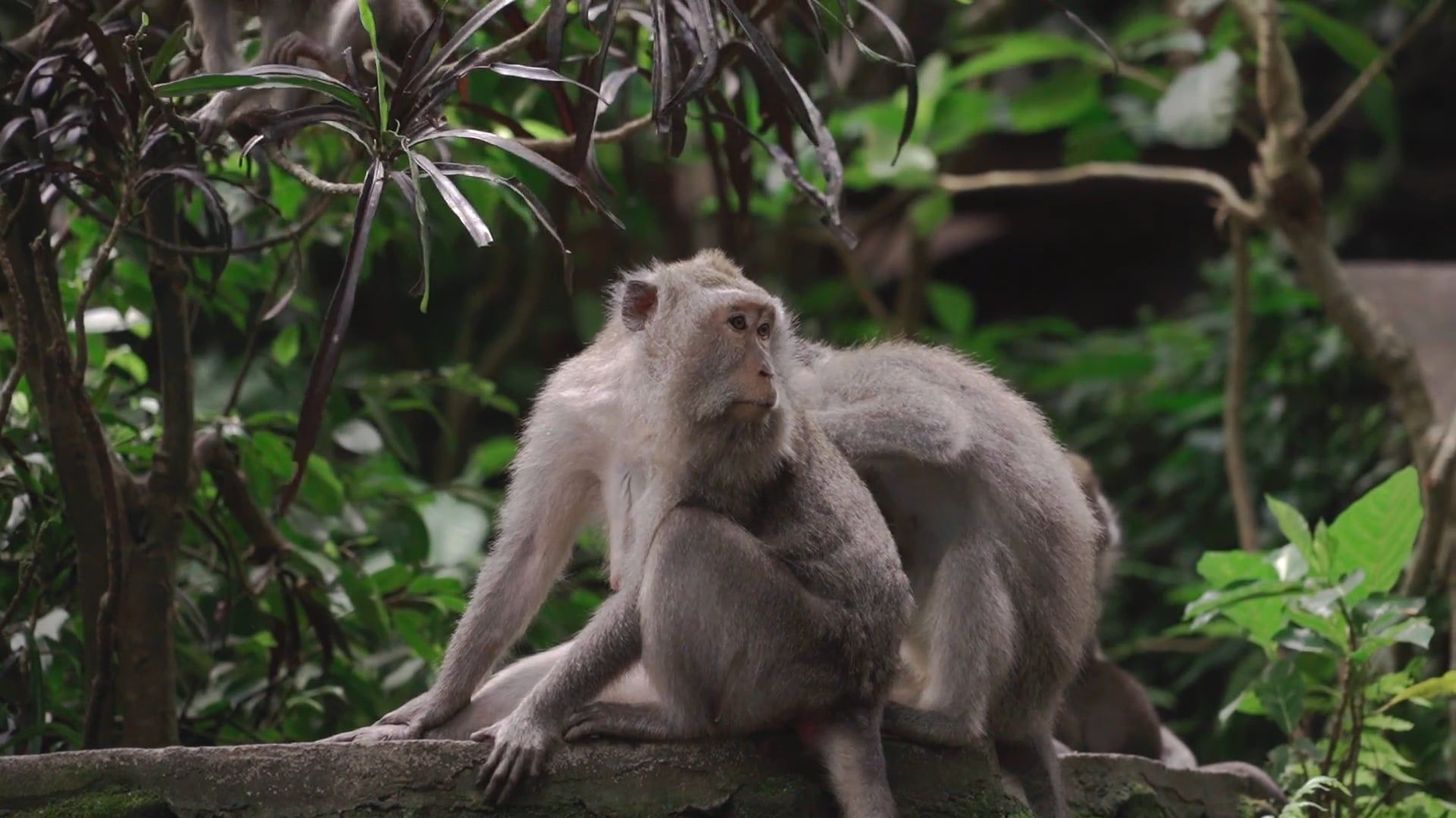 Monkey Grooming Another Monkey · Free Stock Video