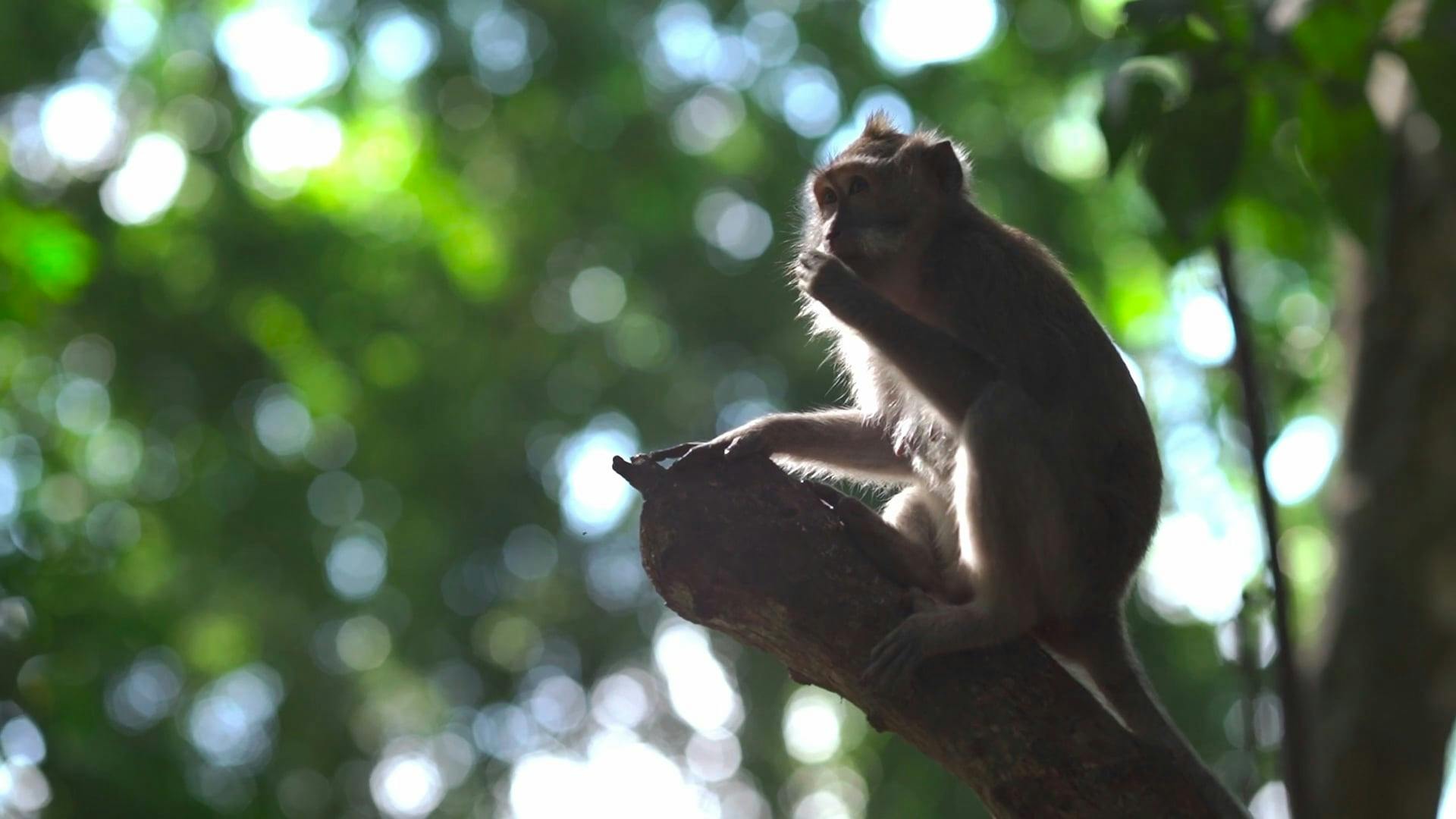 Wild Monkey Standing on Tree Branch Free Stock Video Footage, Royalty ...