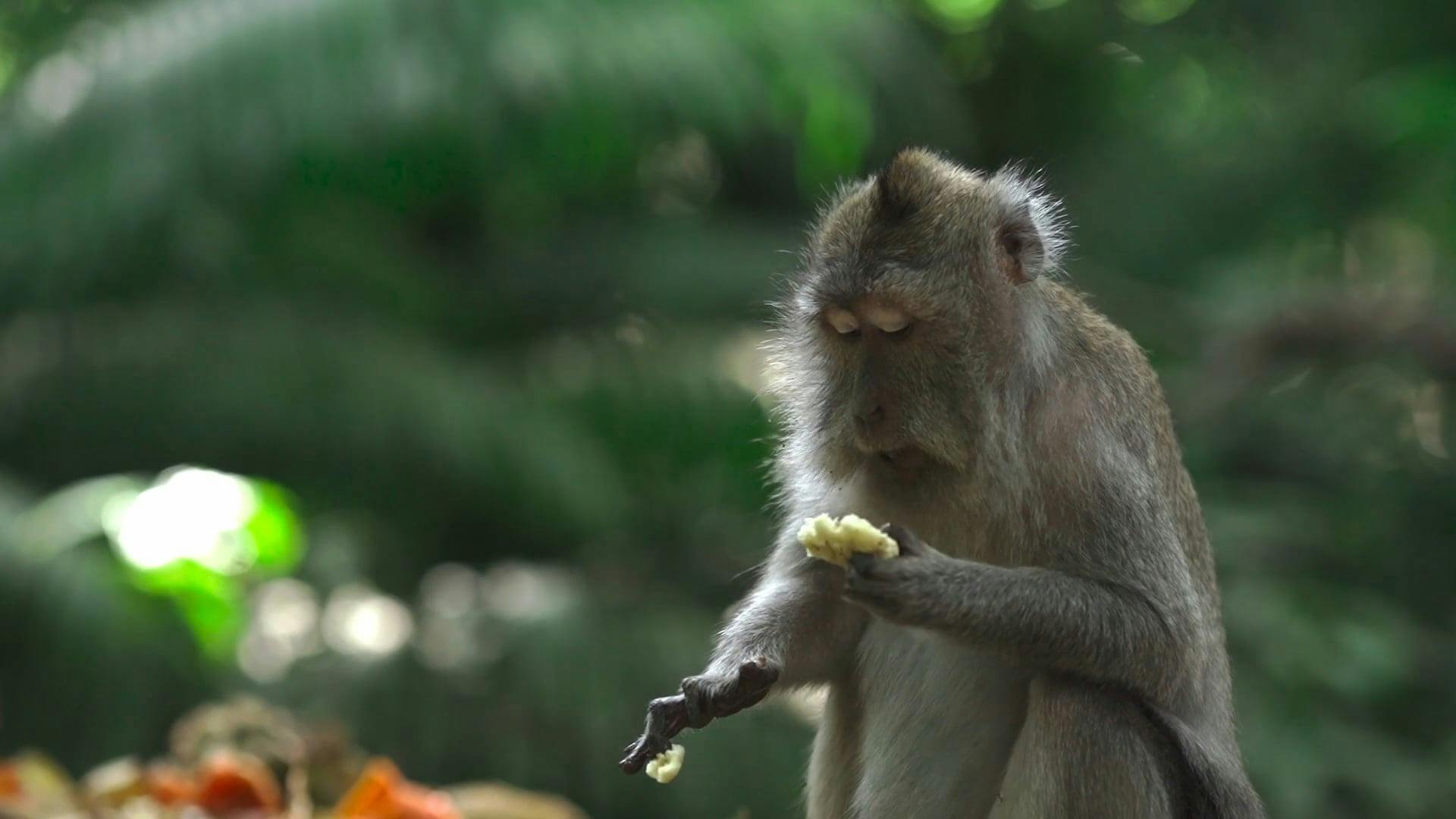 Baboon Videos, Download The BEST Free 4k Stock Video Footage & Baboon ...