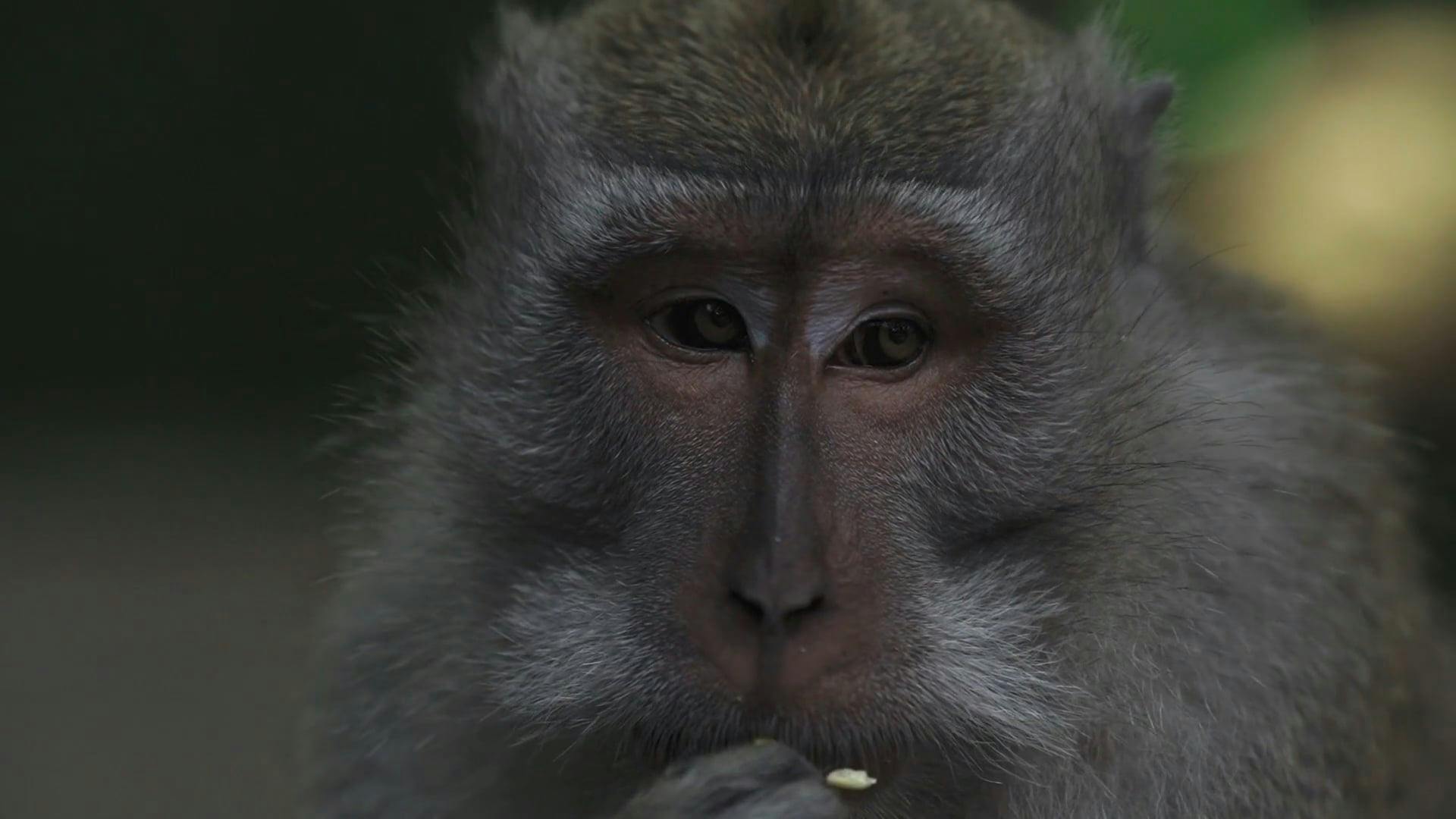 Close-Up Video of a Monkey Eating Free Stock Video Footage, Royalty ...