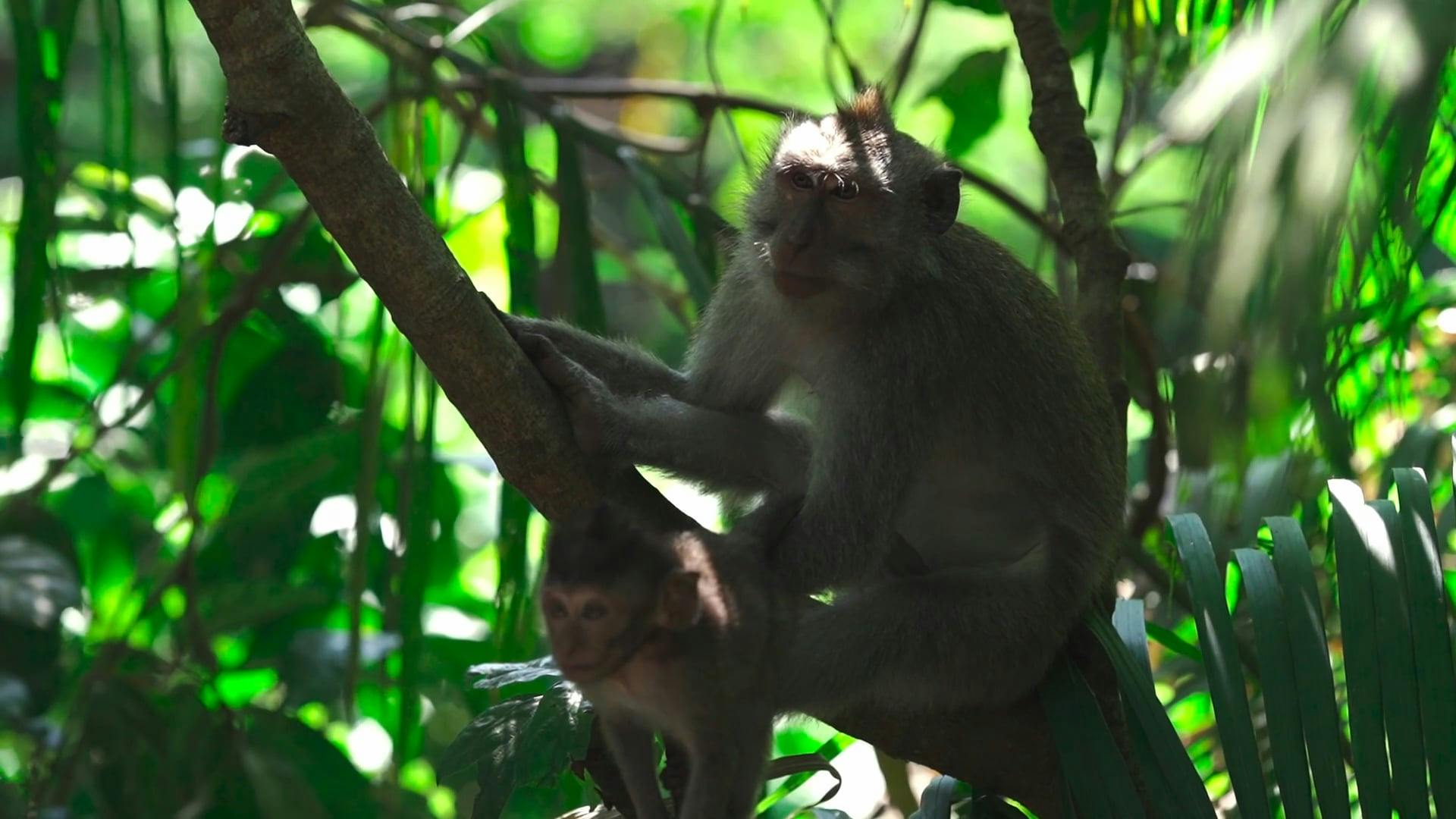 A Monkey in the Tree with Her Babies Free Stock Video Footage, Royalty ...