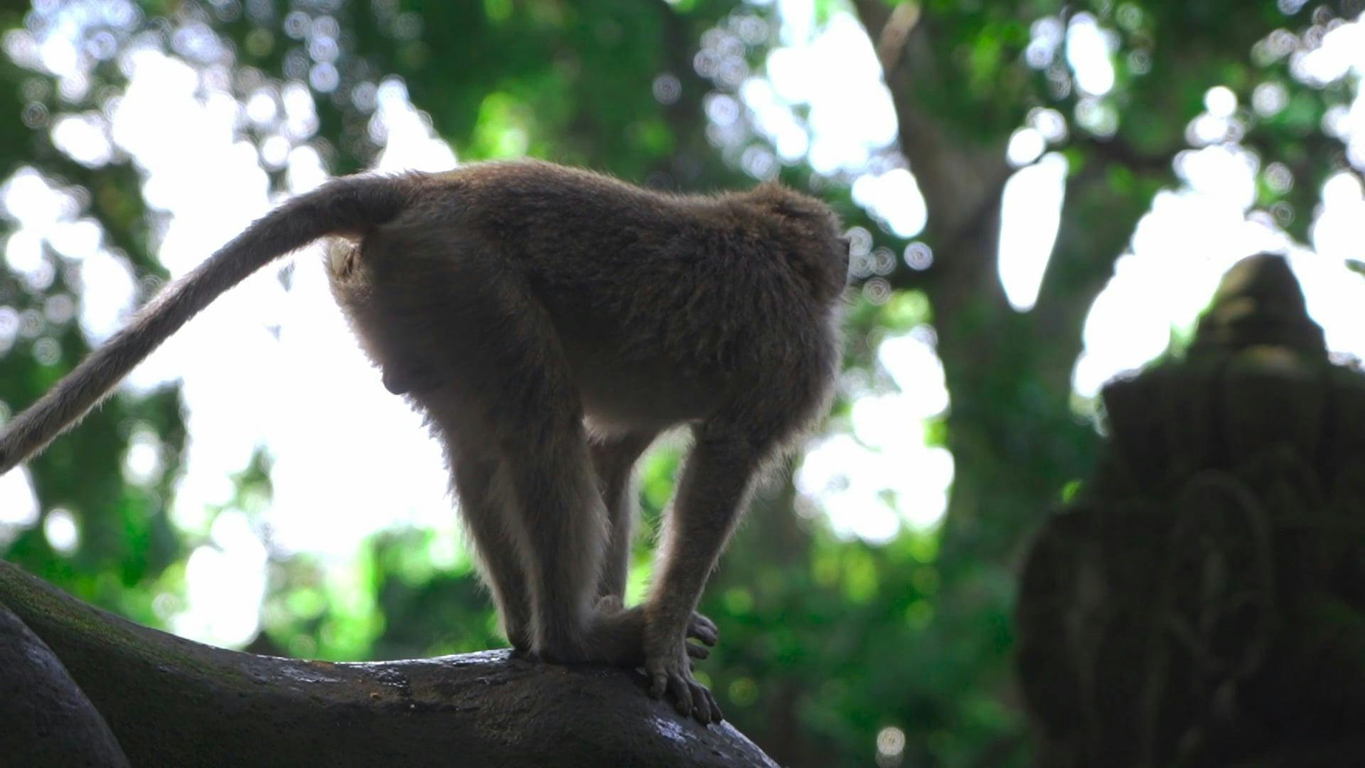 Monkey Jumping Videos, Download The BEST Free 4k Stock Video Footage ...