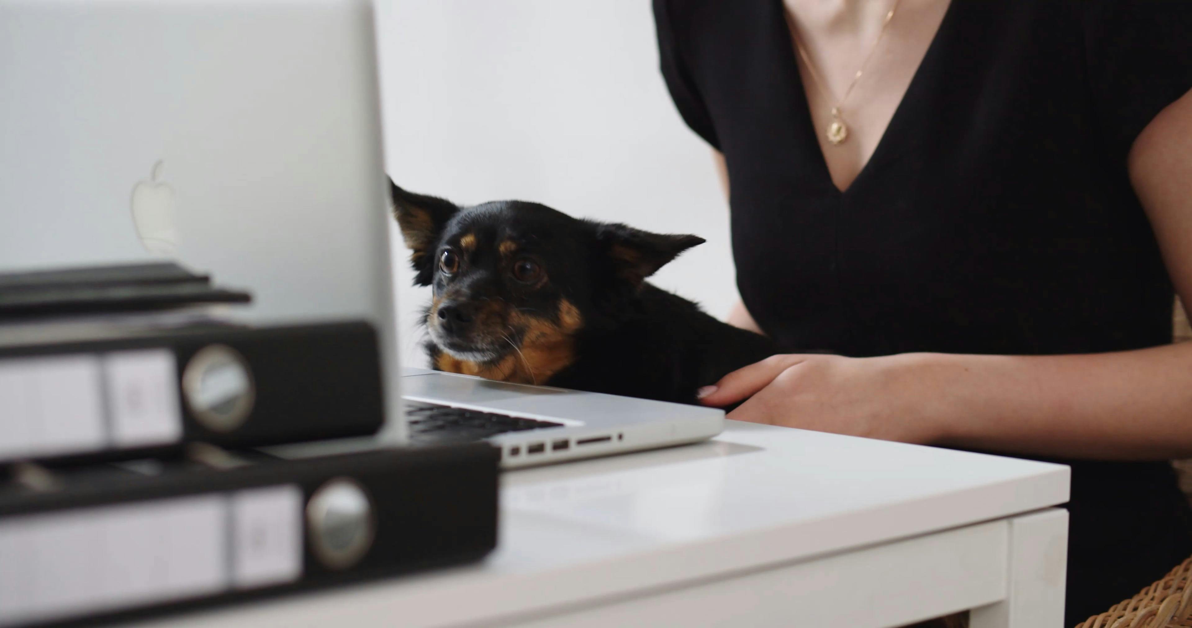 Cute Dog Desktop Wallpaper Videos, Download The BEST Free 4k Stock ...