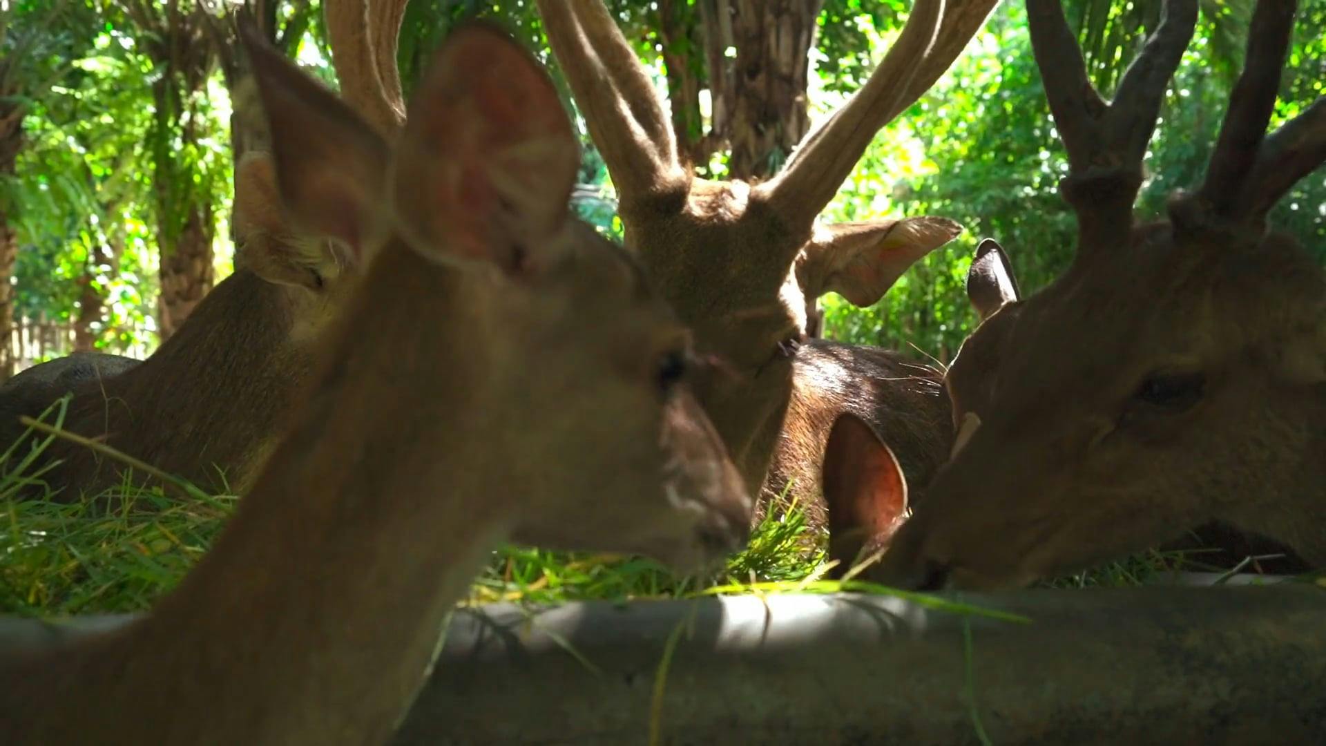 Wild Animals Running · Free Stock Video