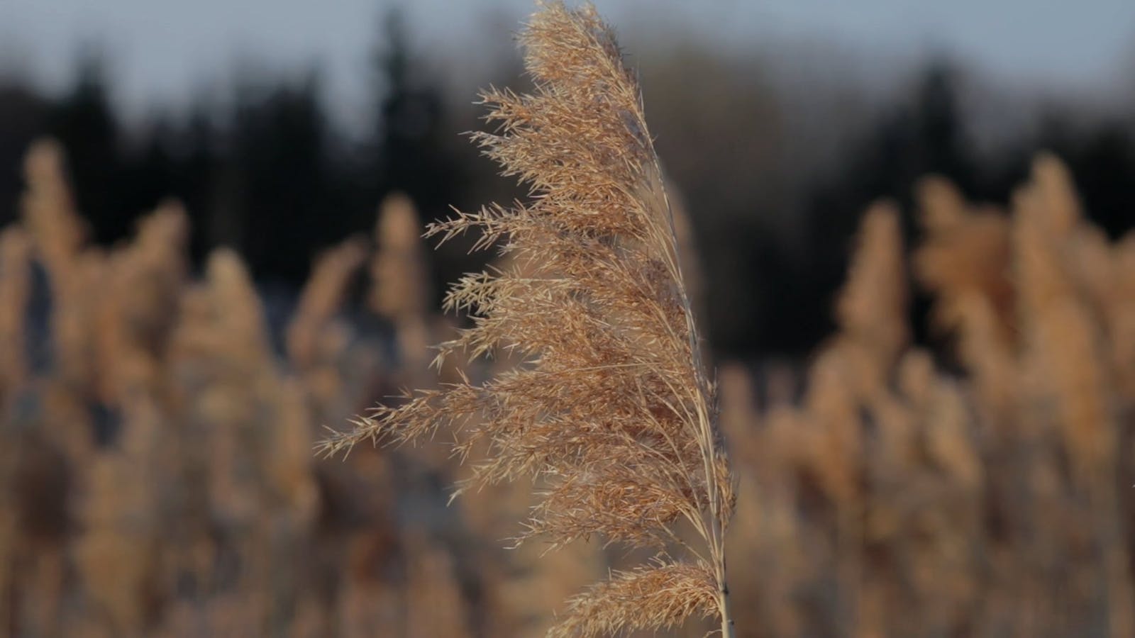 Canada Grass Videos, Download The BEST Free 4k Stock Video Footage ...