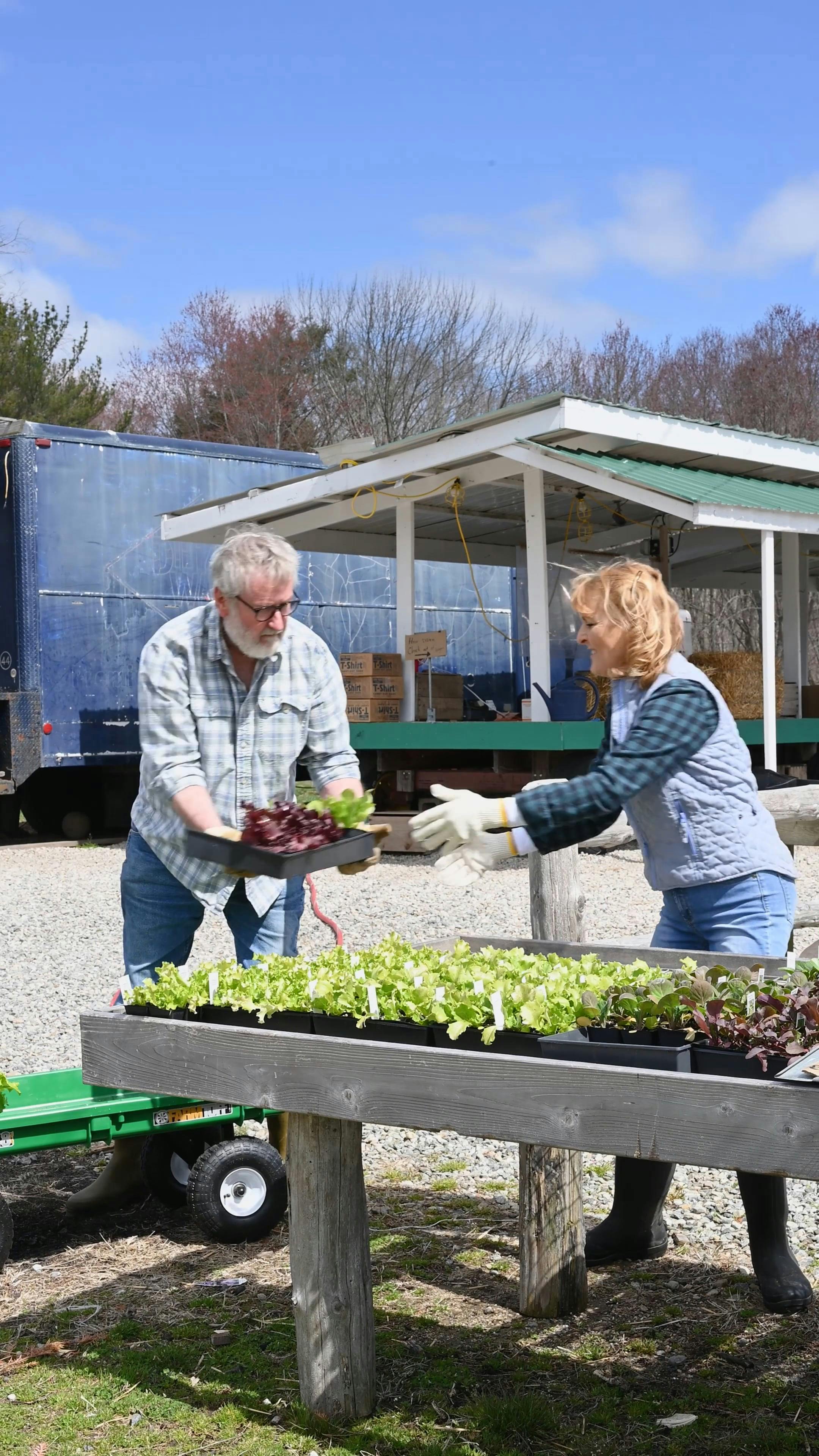 Man and Woman Moving Vegetables Free Stock Video Footage, Royalty-Free ...