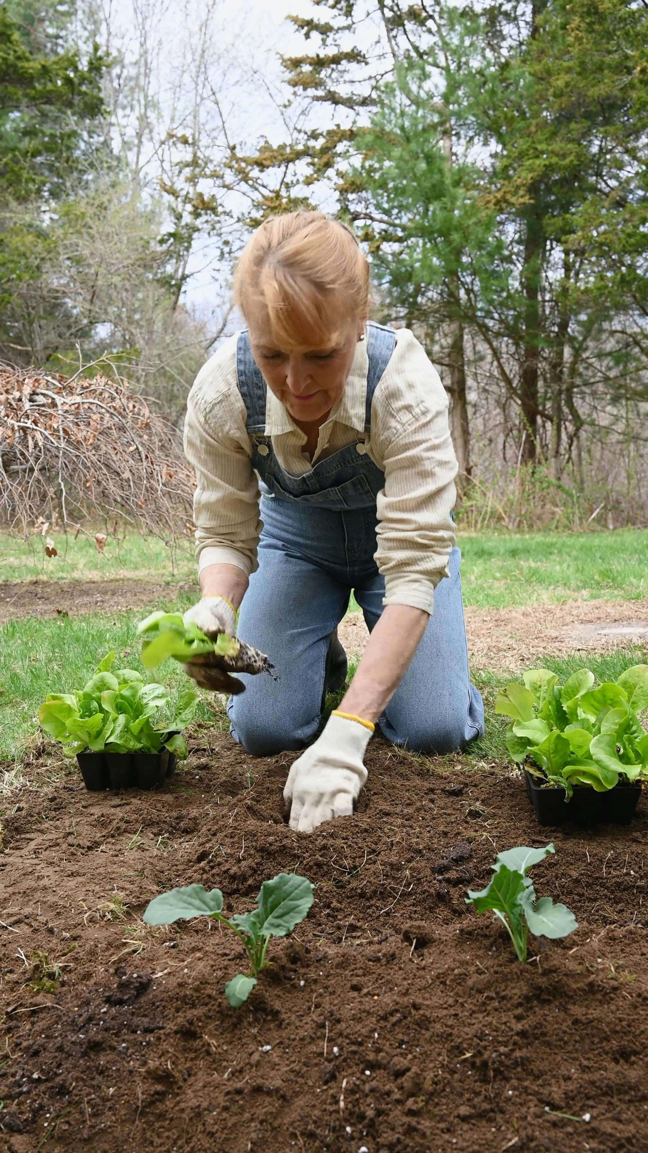 Woman Planting Plants · Free Stock Video
