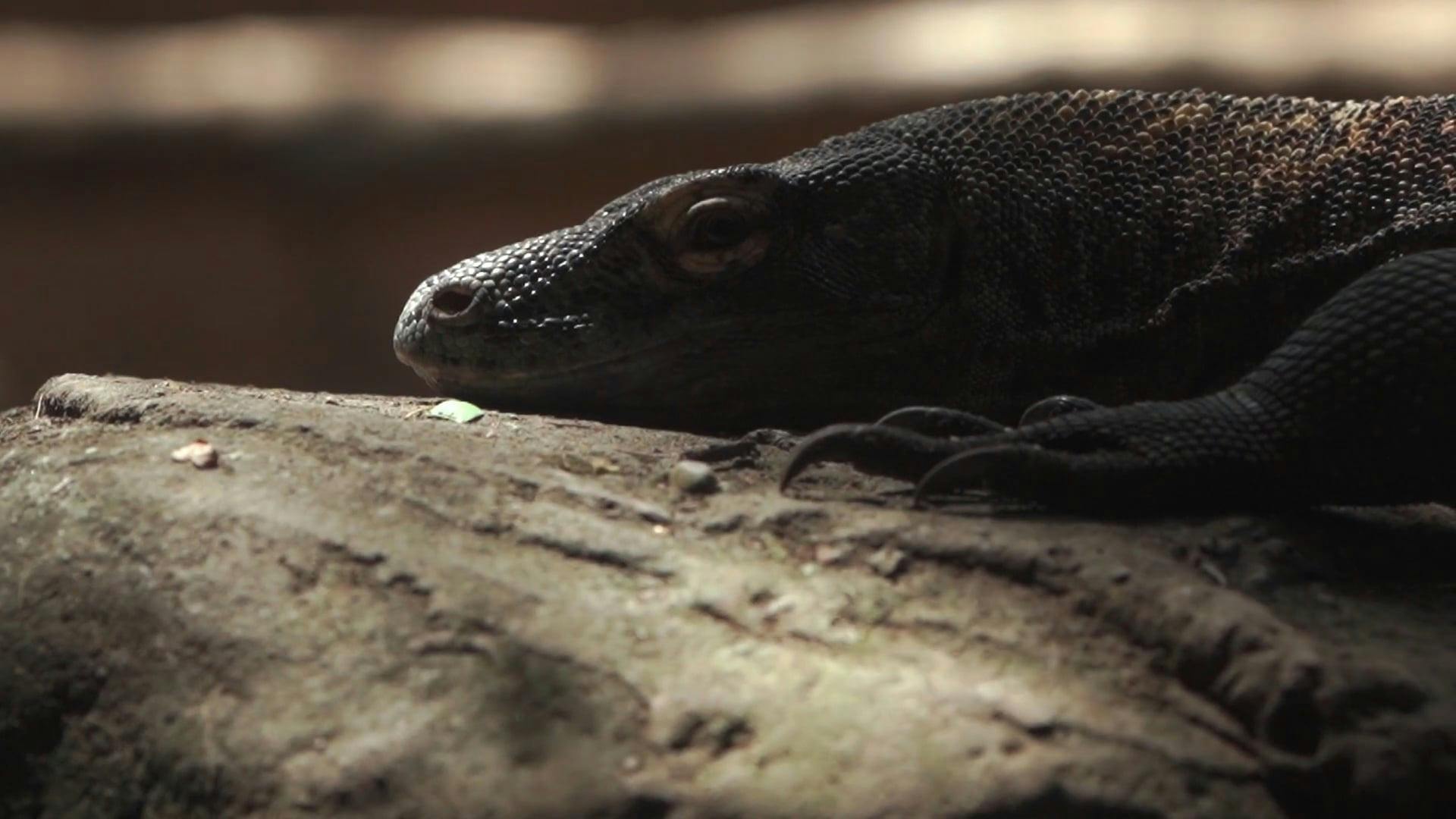 Monitor Lizard on a Branch of Tree Free Stock Video Footage, Royalty ...