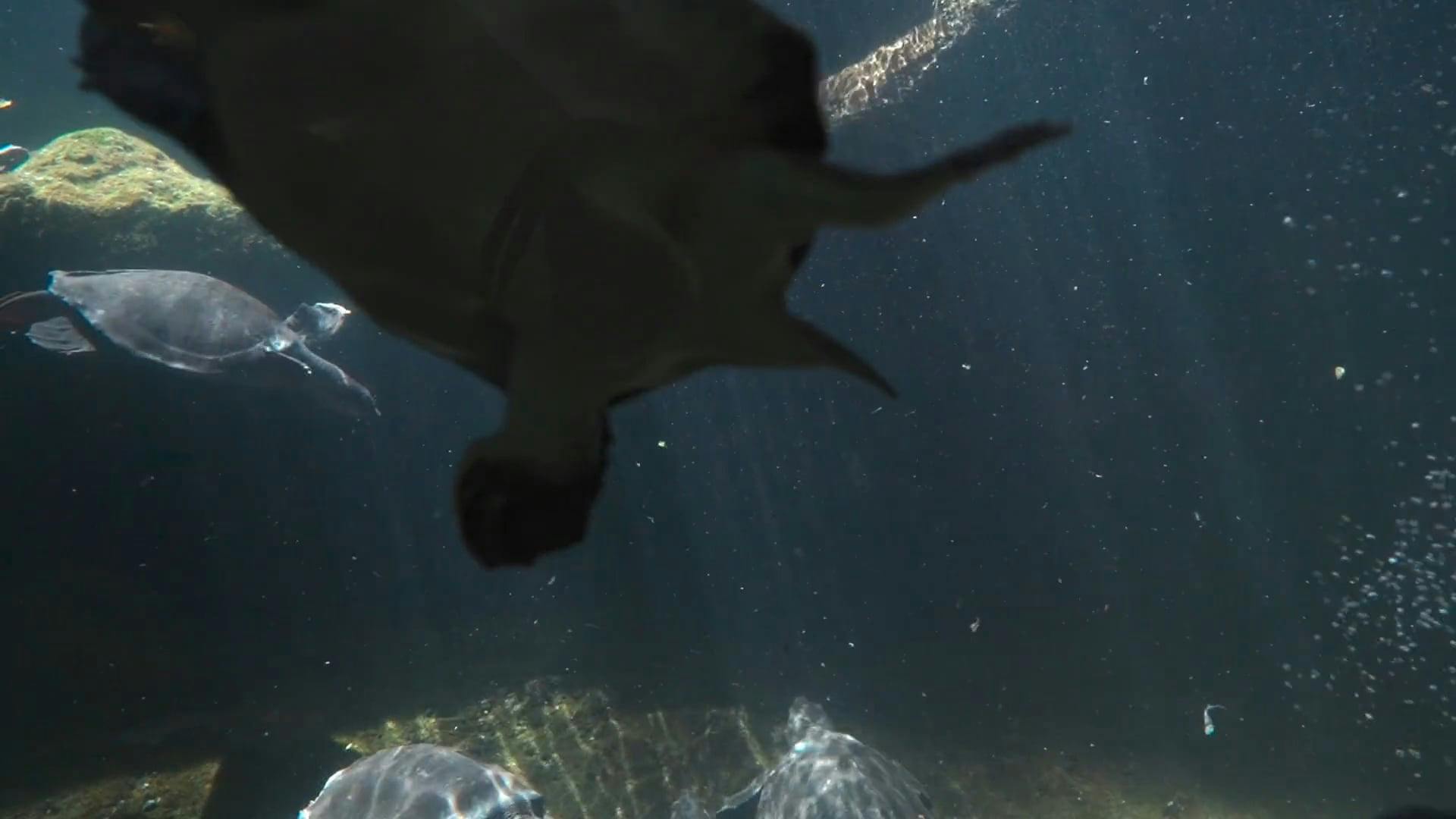 Tortoise Swim under the Sea Water Free Stock Video Footage, Royalty ...