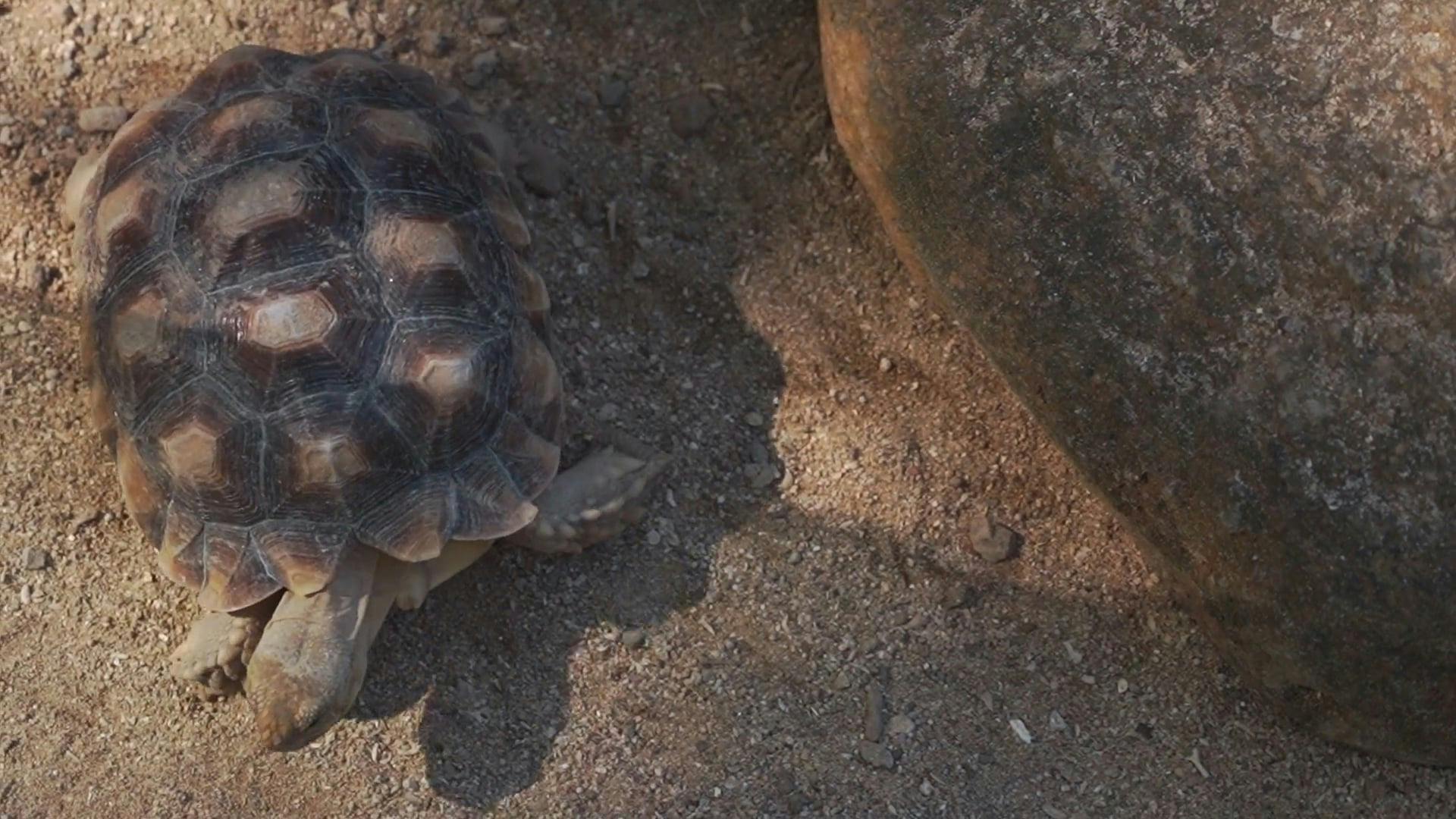 Turtle Moving Videos, Download The BEST Free 4k Stock Video Footage ...