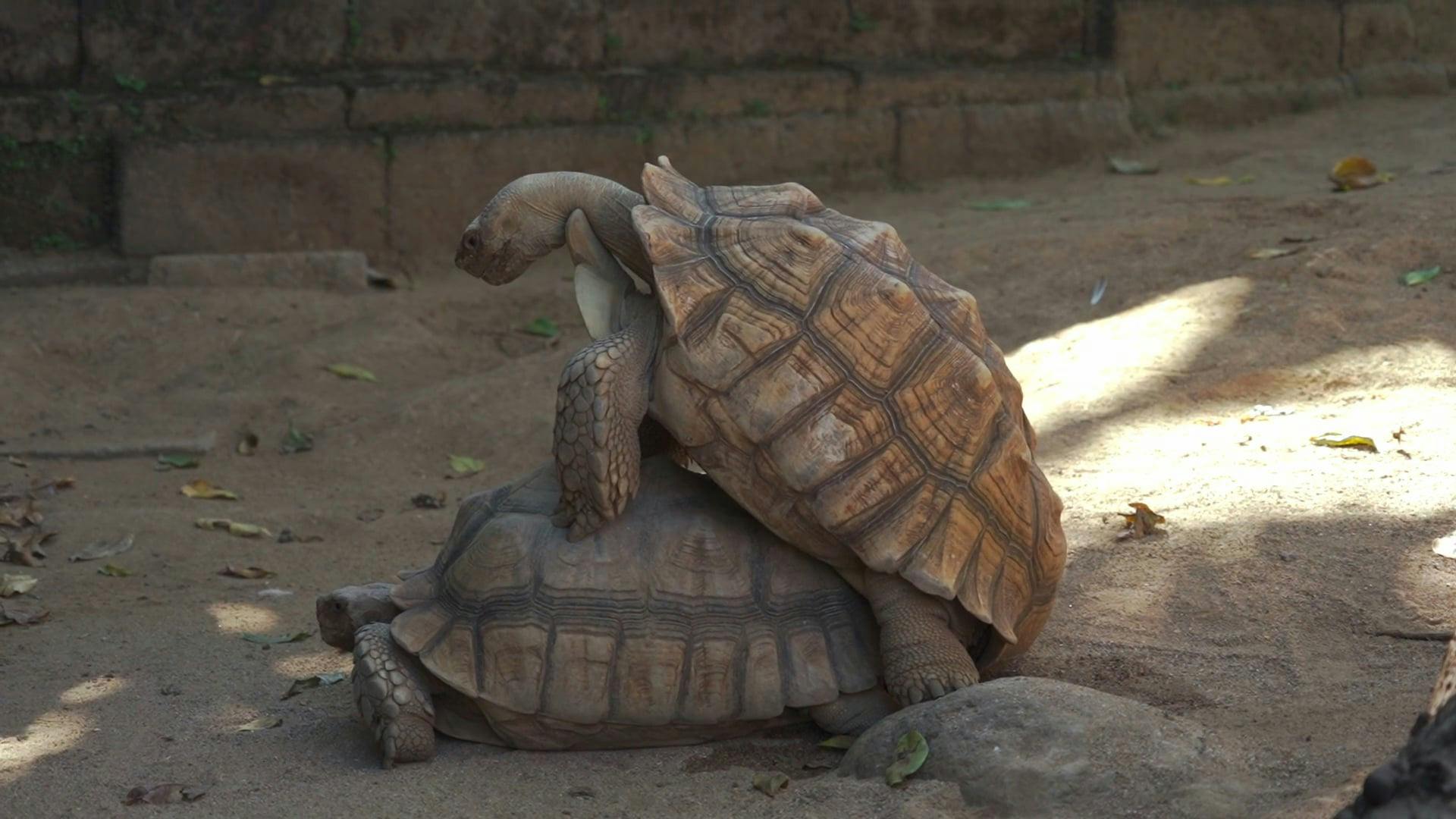 Giraffe And Turtle Videos, Download The BEST Free 4k Stock Video ...