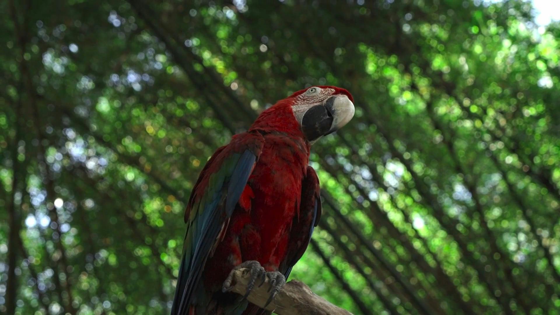 Macaw Bird Videos, Download The BEST Free 4k Stock Video Footage ...