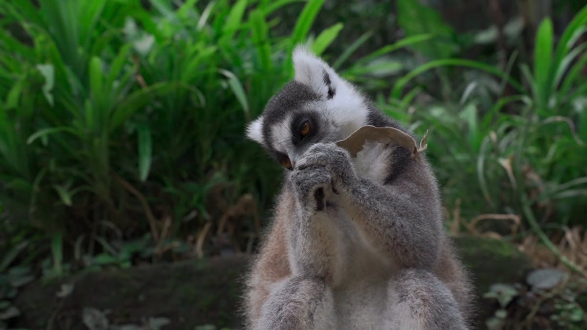 Animal Adaptation Videos, Download The BEST Free 4k Stock Video Footage ...