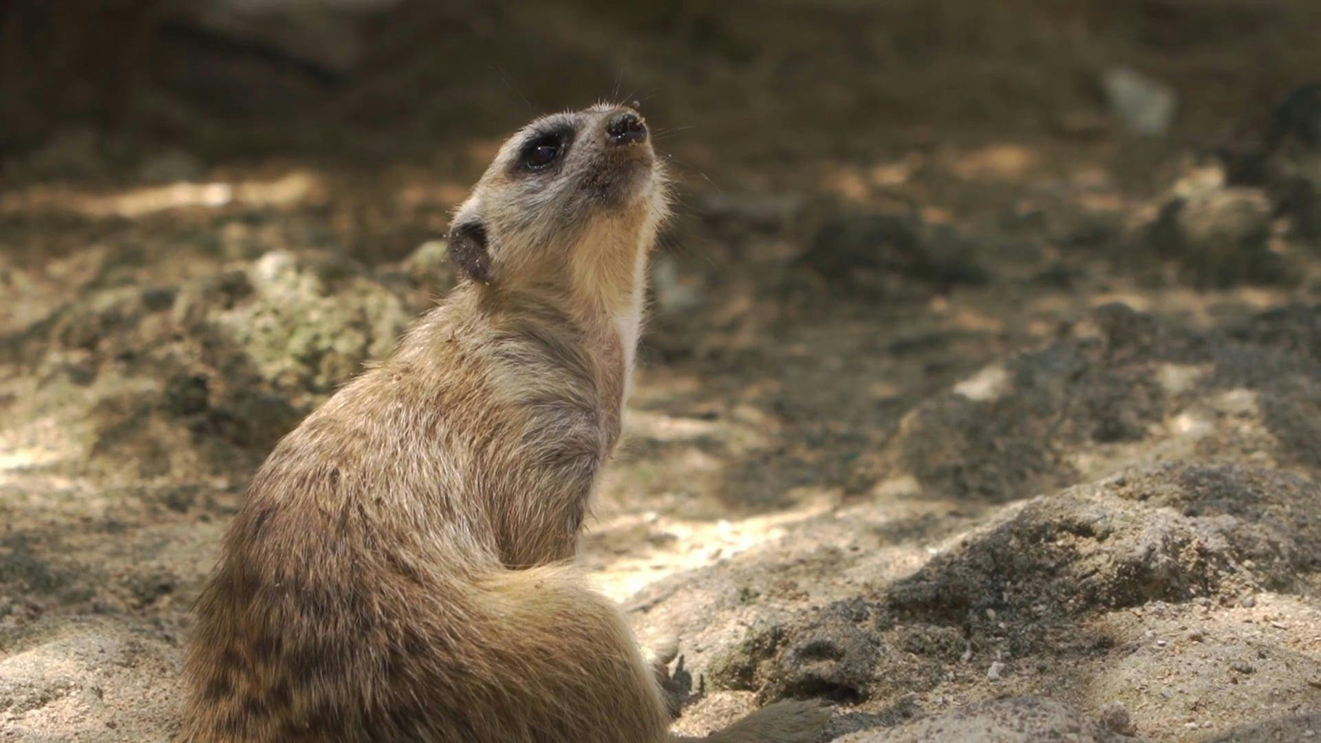 Sentinelle Suricate Videos, Download The BEST Free 4k Stock Video ...