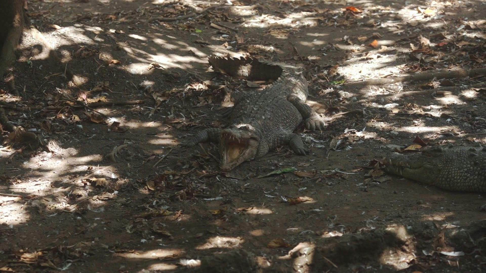 Alligators Resting Free Stock Video Footage, Royalty-Free 4K & HD Video ...