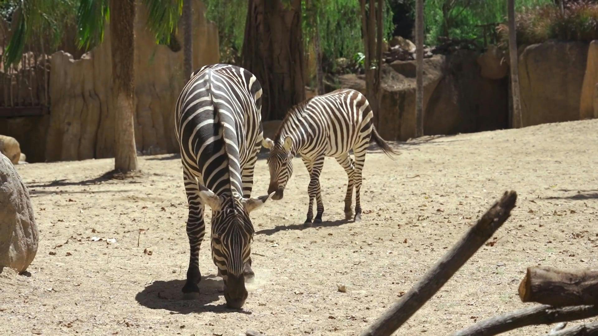 Zoo Zebra Videos, Download The BEST Free 4k Stock Video Footage & Zoo ...