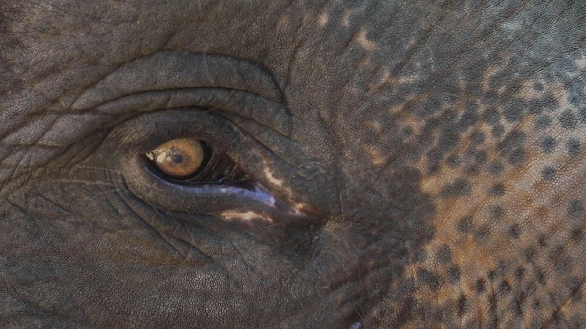 Elephant Zoo Videos, Download The BEST Free 4k Stock Video Footage ...