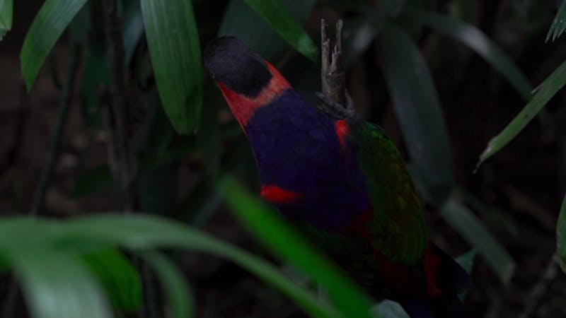 Rare Videos, Download The BEST Free 4k Stock Video Footage & Rare HD ...