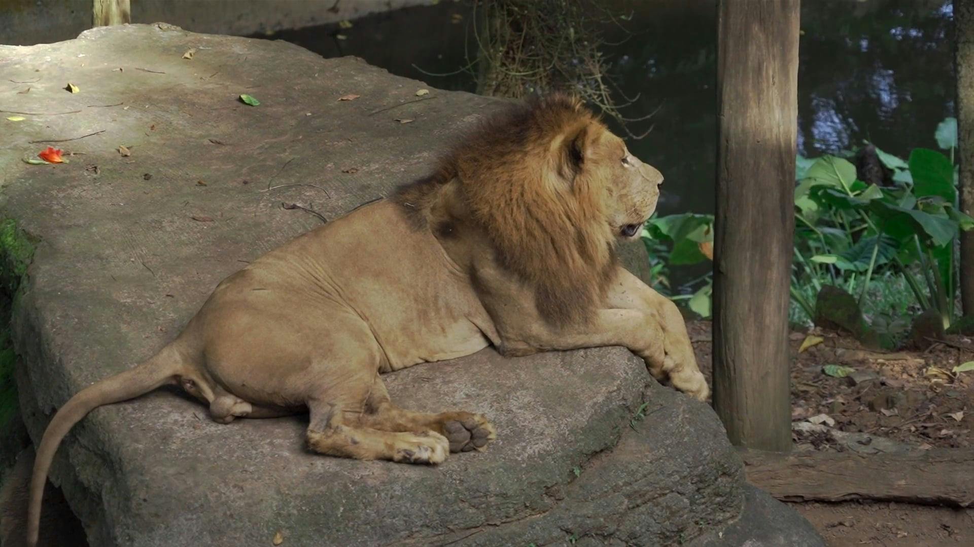 Vídeos de stock gratuitos sobre áfrica, al aire libre, animal, animal ...