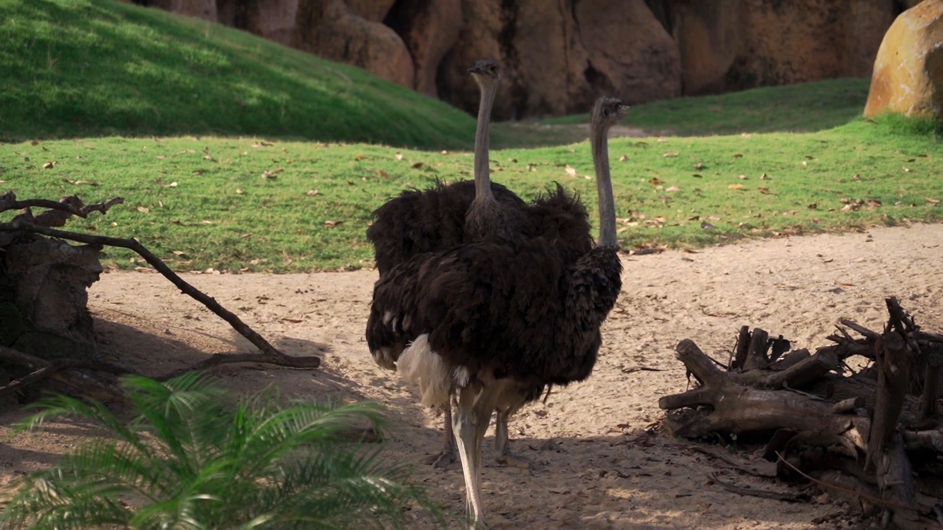 Ostrich Habitat