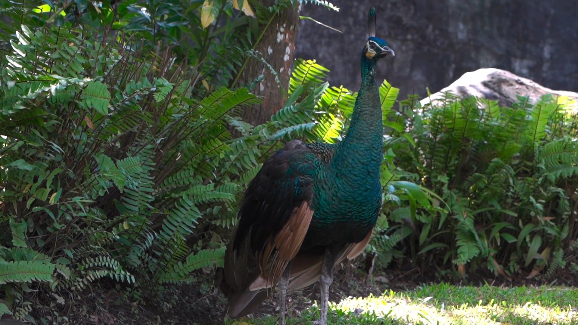 Peacock in Its Habitat Free Stock Video Footage, Royalty-Free 4K & HD ...