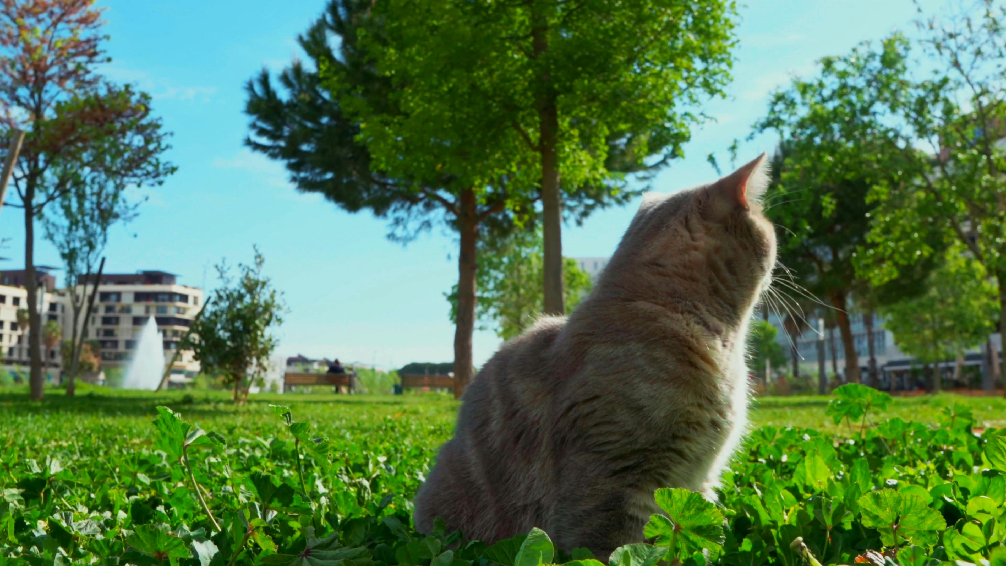 A Pet Kitten Resting And Trying To Catch Insect In The Grass · Free ...
