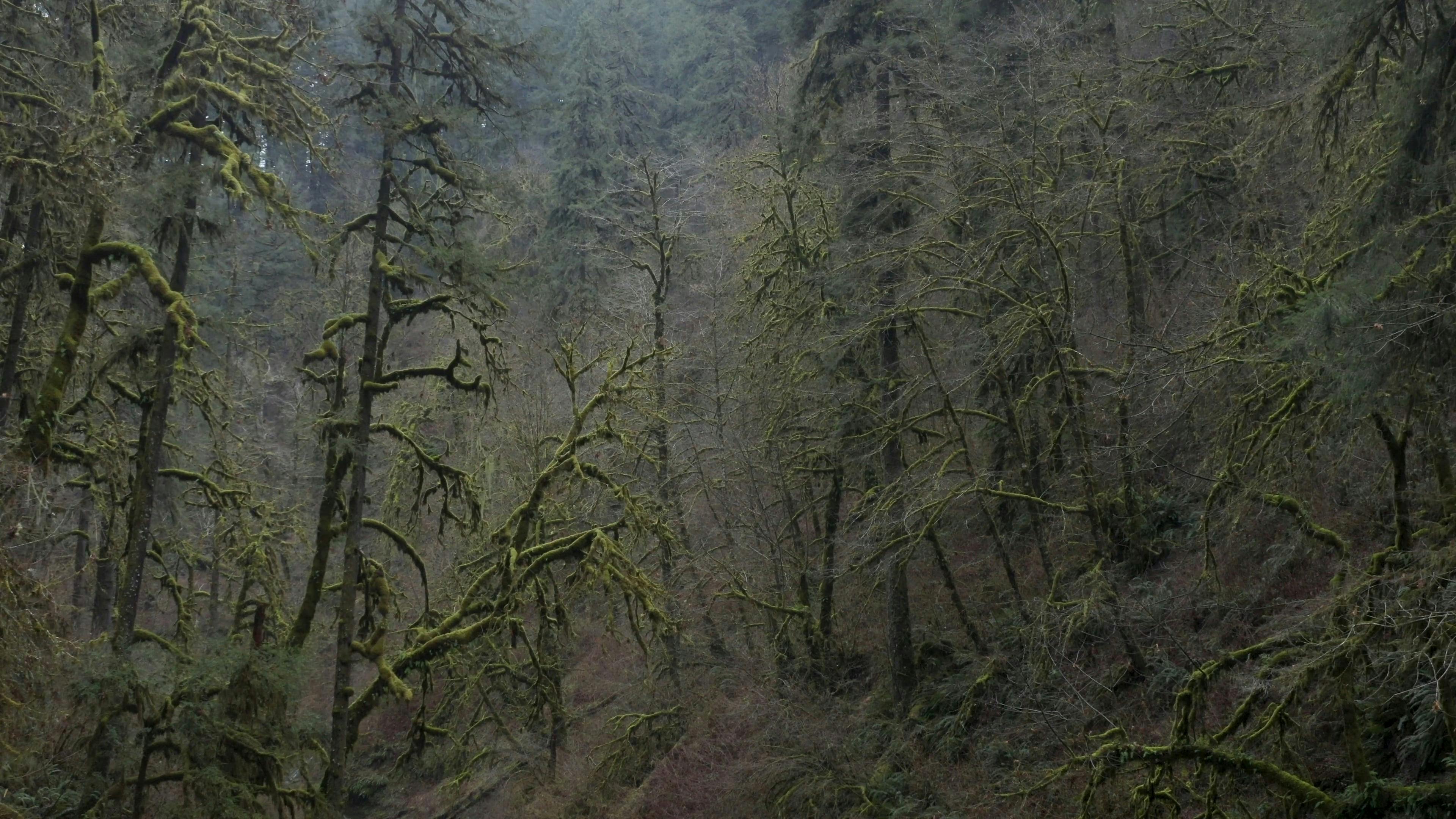 Vídeos de stock gratuitos sobre al aire libre, arboles, aterciopelado ...