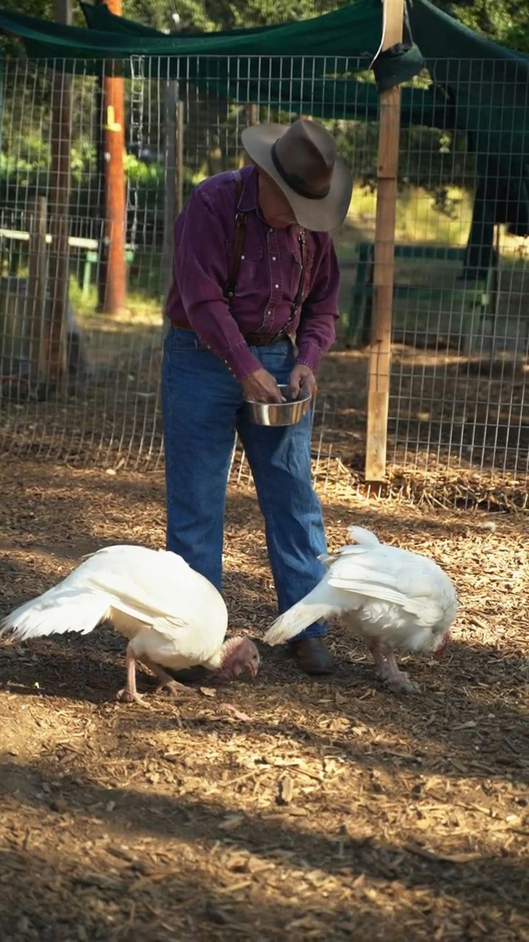 Feeding Turkeys Videos, Download The BEST Free 4k Stock Video Footage ...