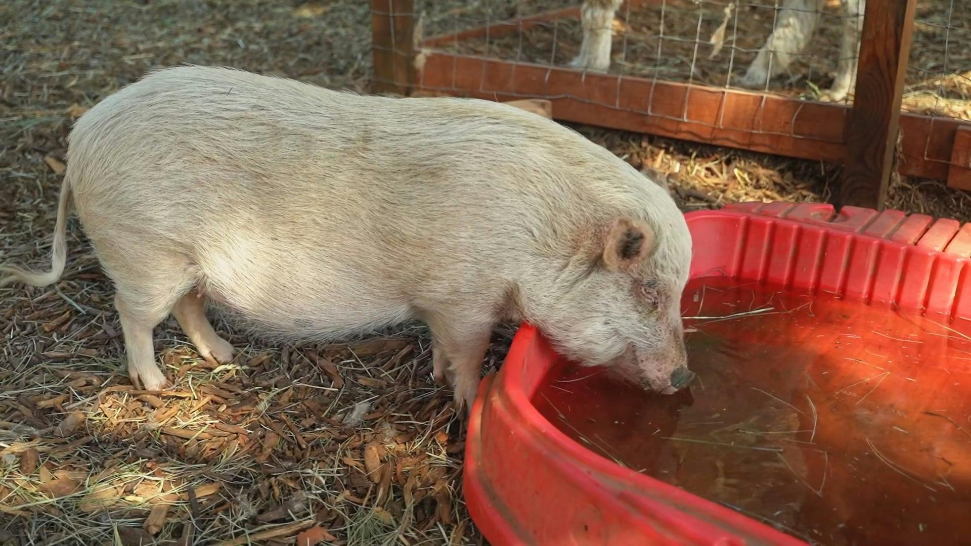 A Pig In The Farm Free Stock Video Footage, Royalty-Free 4K & HD Video Clip