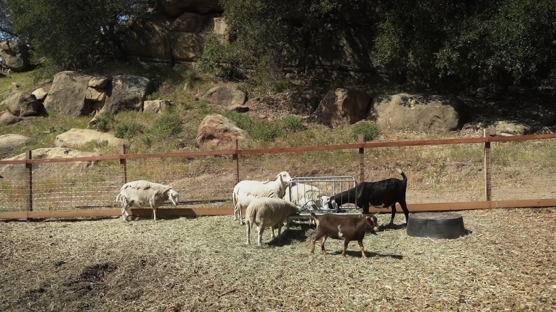Goats at a Farmyard · Free Stock Video