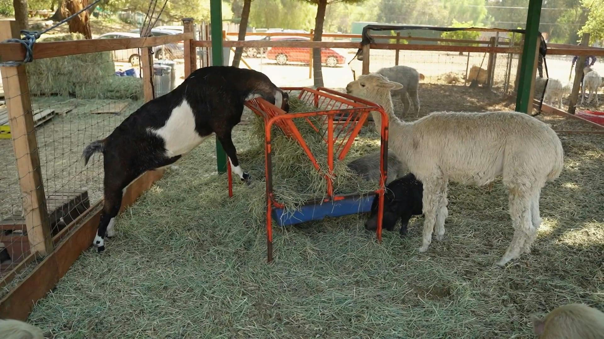 Farm Animal Eating Grass Free Stock Video Footage, Royalty-Free 4K & HD ...