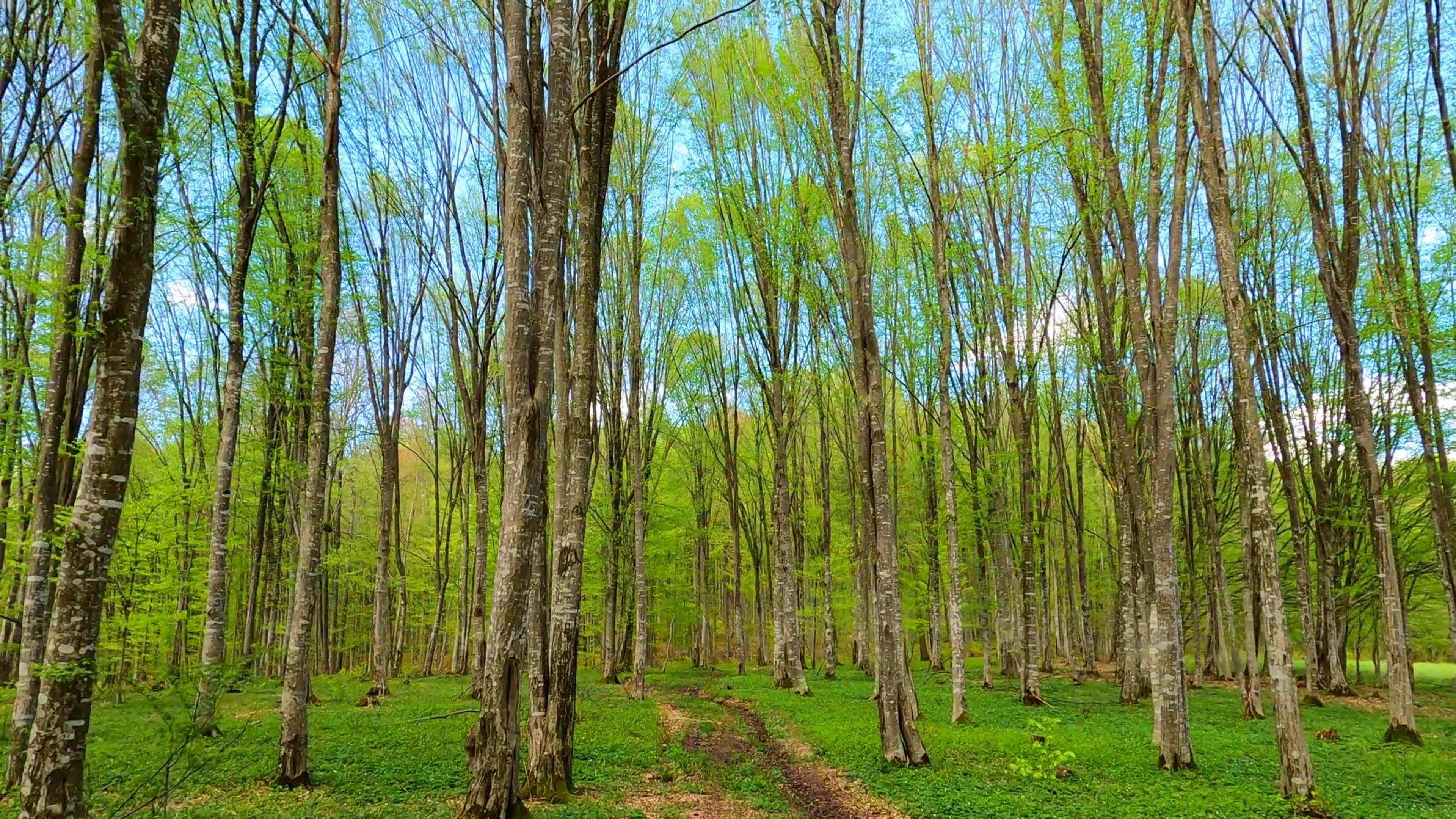 Trees in the Forest · Free Stock Video