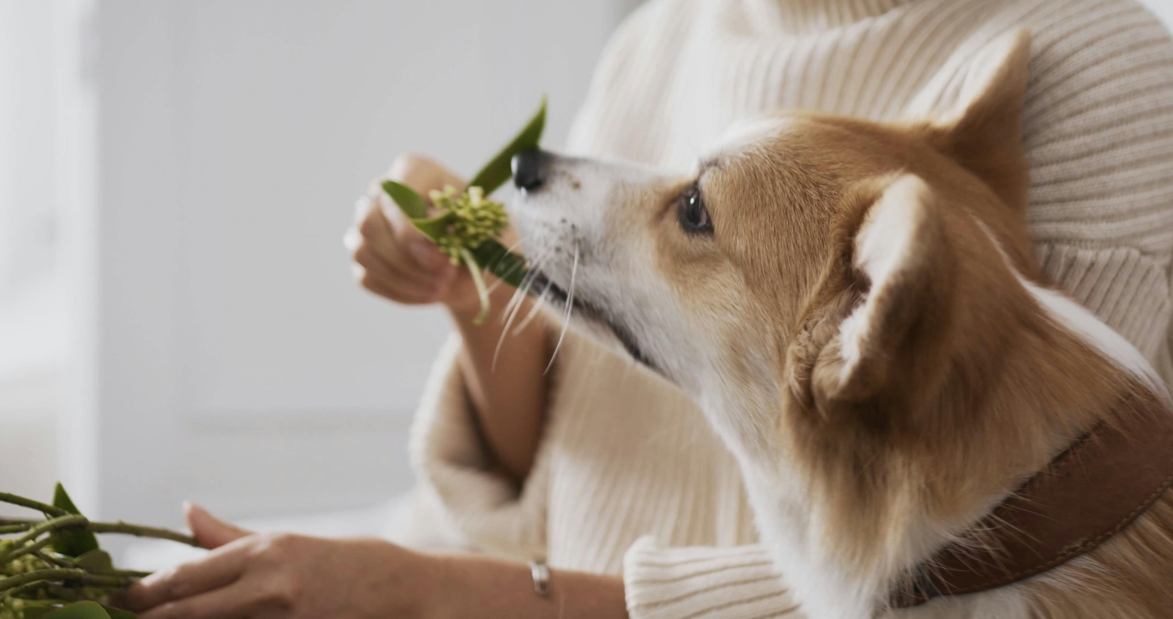 Close Up Video of a Dog Smelling Flowers · Free Stock Video