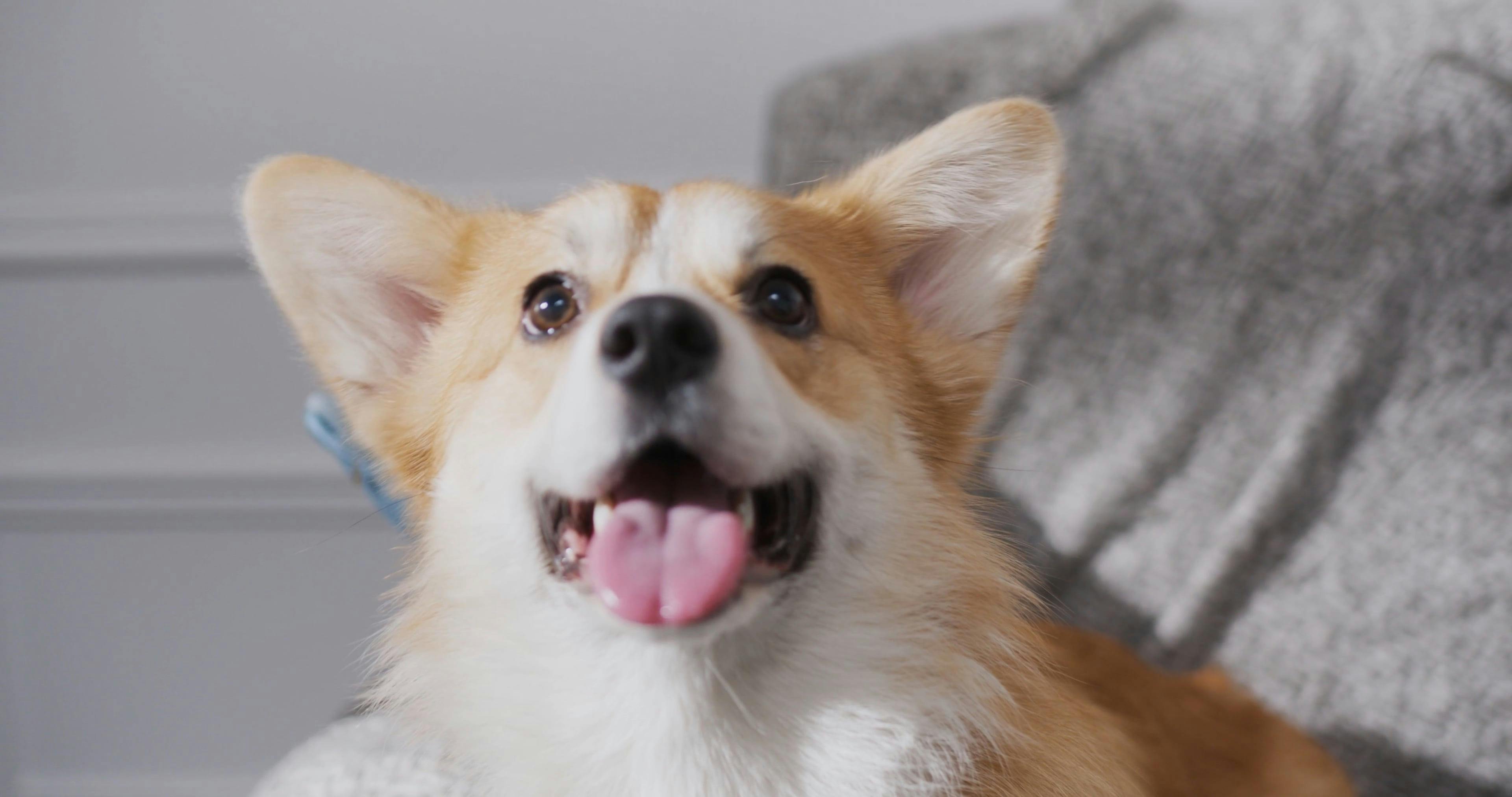 Corgi Videos, Download The BEST Free 4k Stock Video Footage & Corgi HD ...
