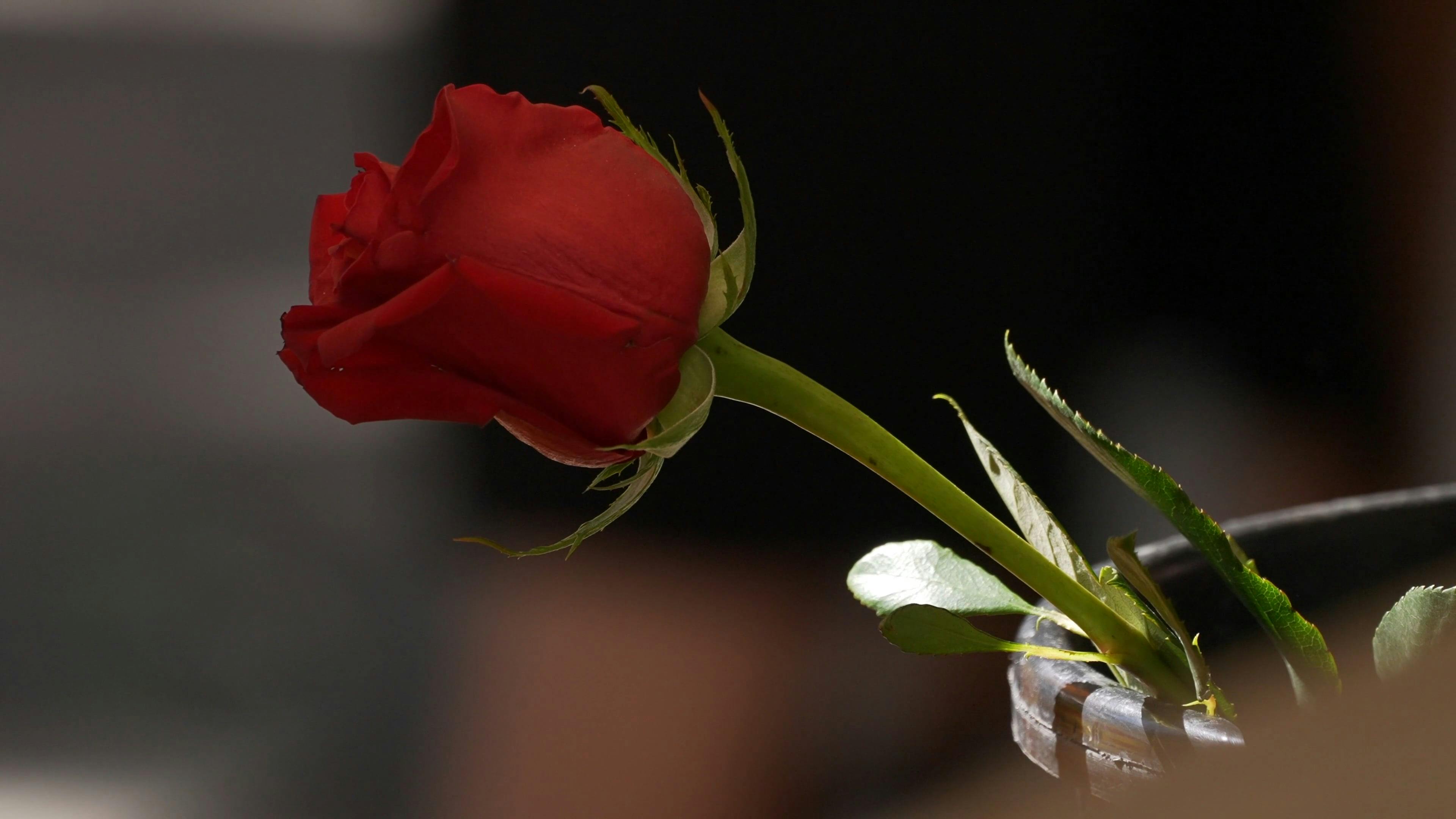 Close-up Footage Of A Rose Flower Free Stock Video Footage, Royalty ...