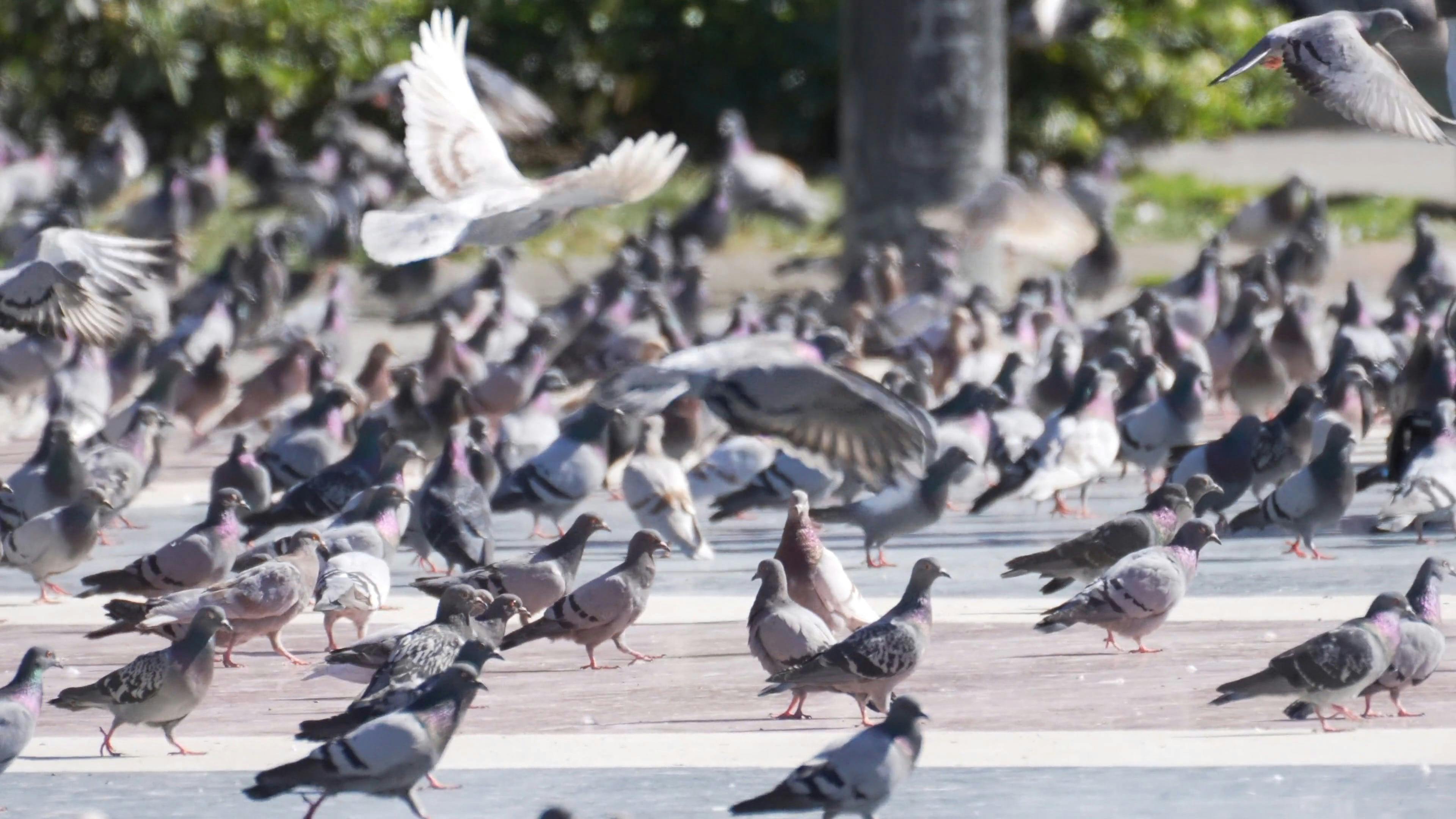 Flock Of Pigeons Taking Flight · Free Stock Video