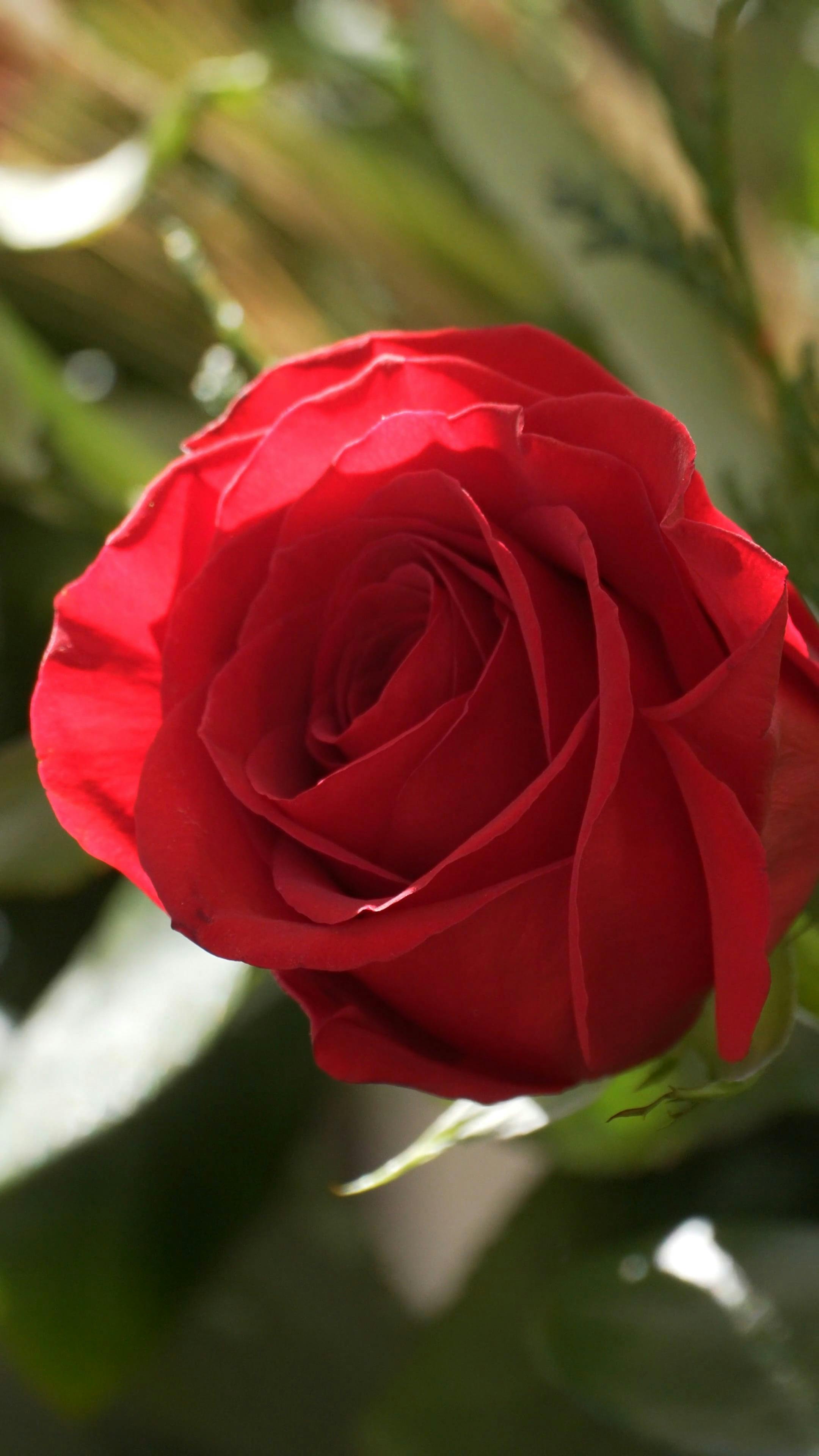 Red Rose Debut Background Videos, Download The BEST Free 4k Stock Video ...