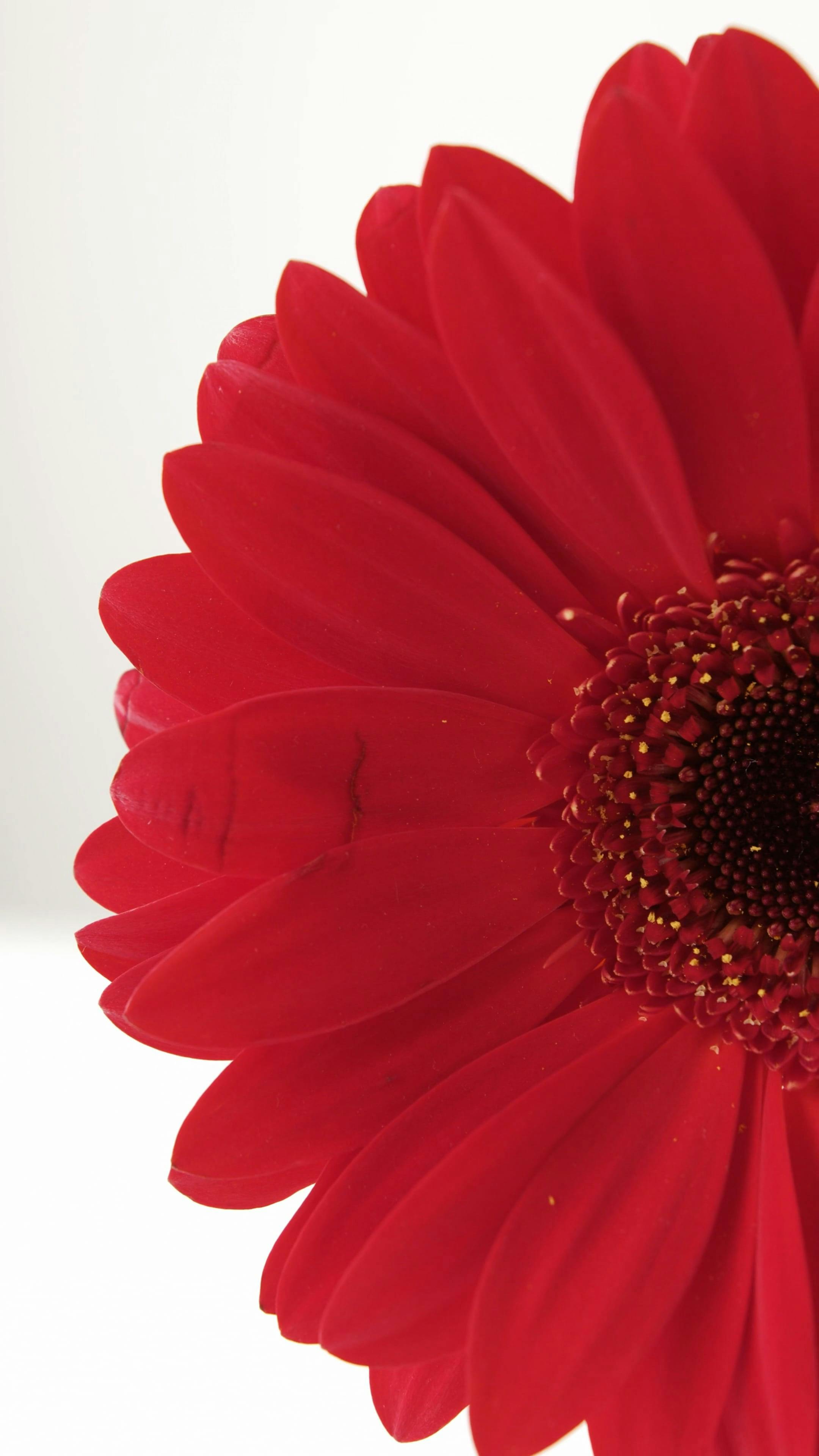 Close-up View Of Red Gerbera · Free Stock Video