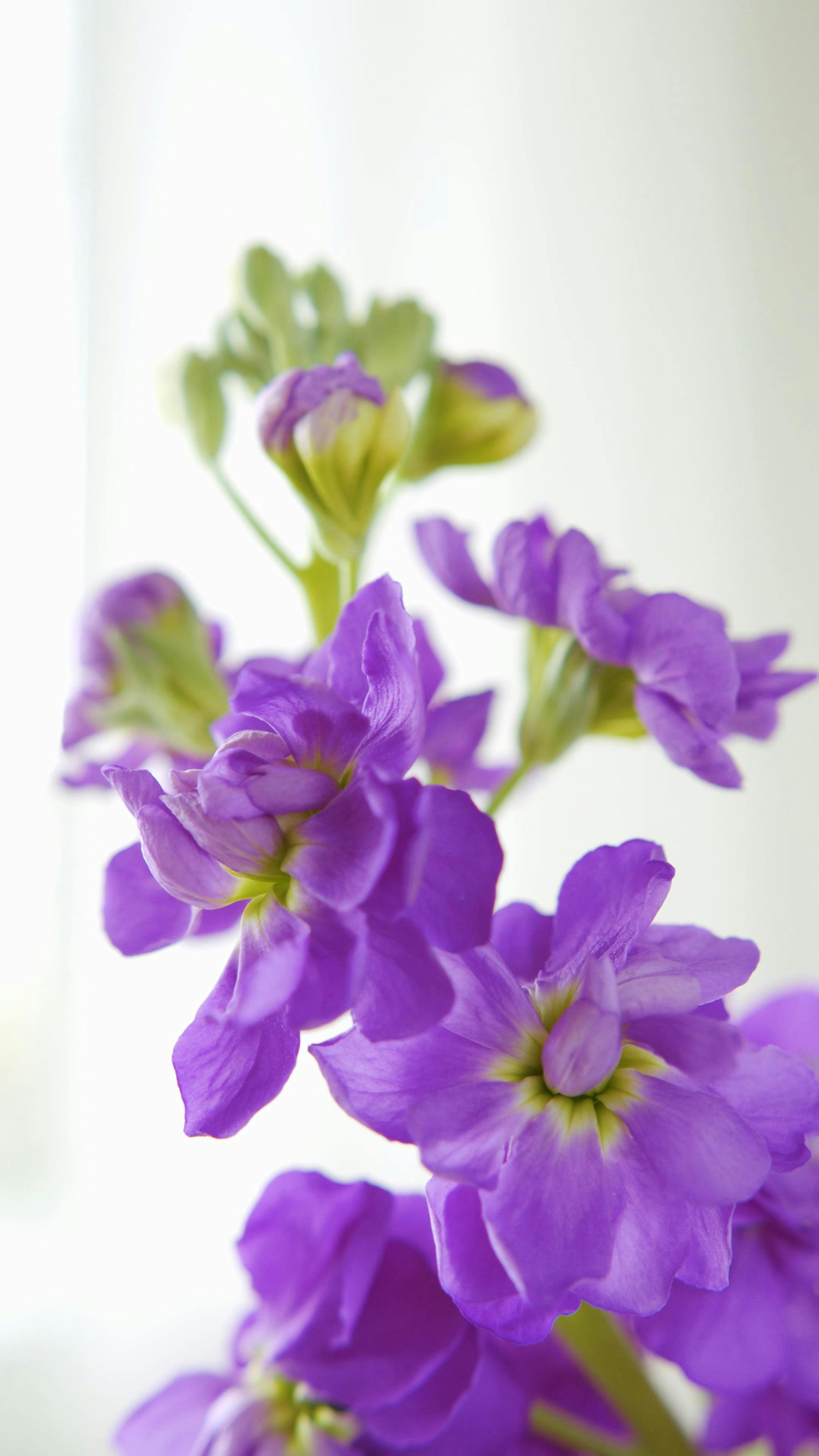 Husk Yttervaggar Videos, Download The BEST Free 4k Stock Video Footage ...