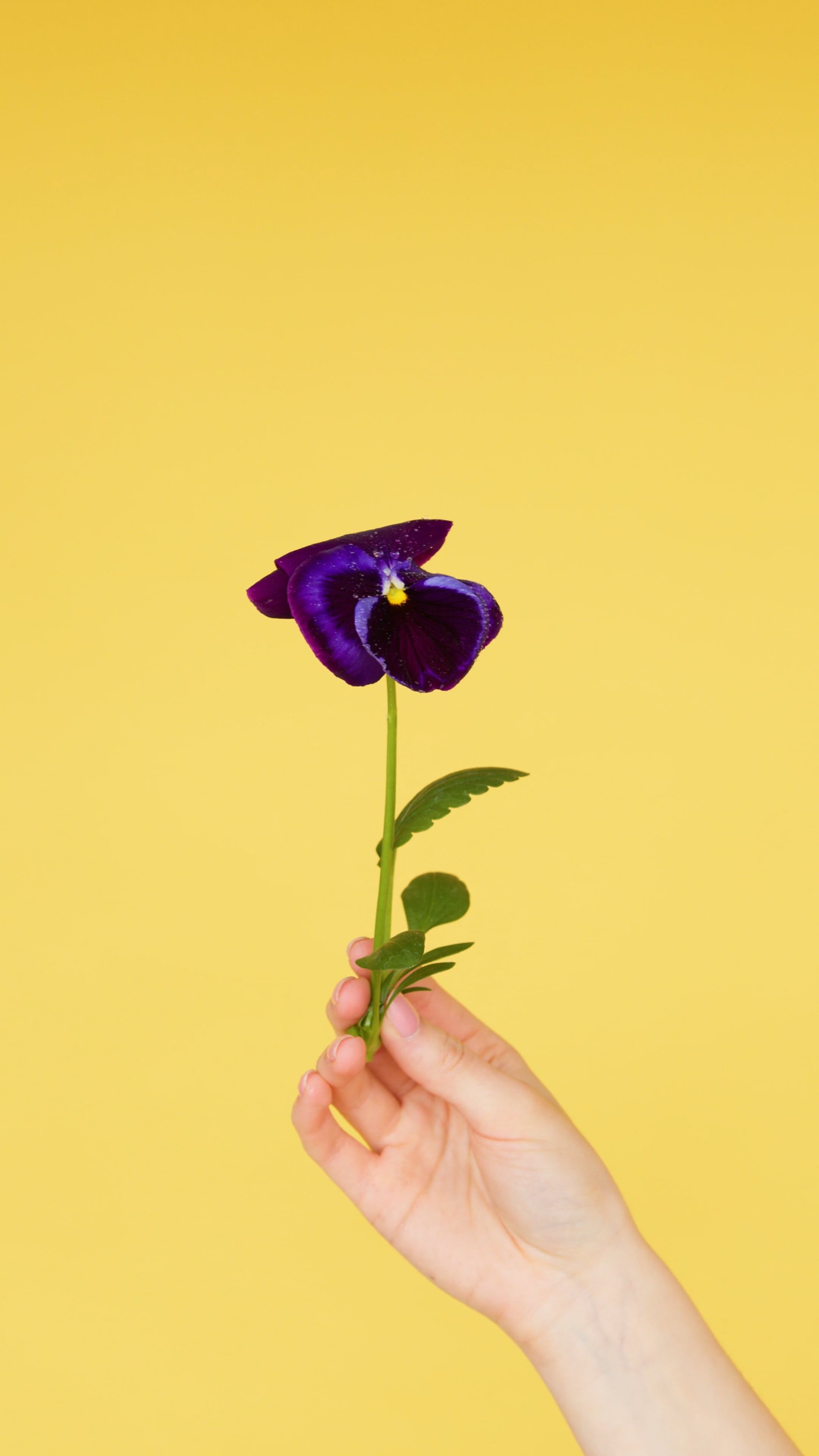 Simple Single Color Background Videos, Download The BEST Free 4k Stock ...
