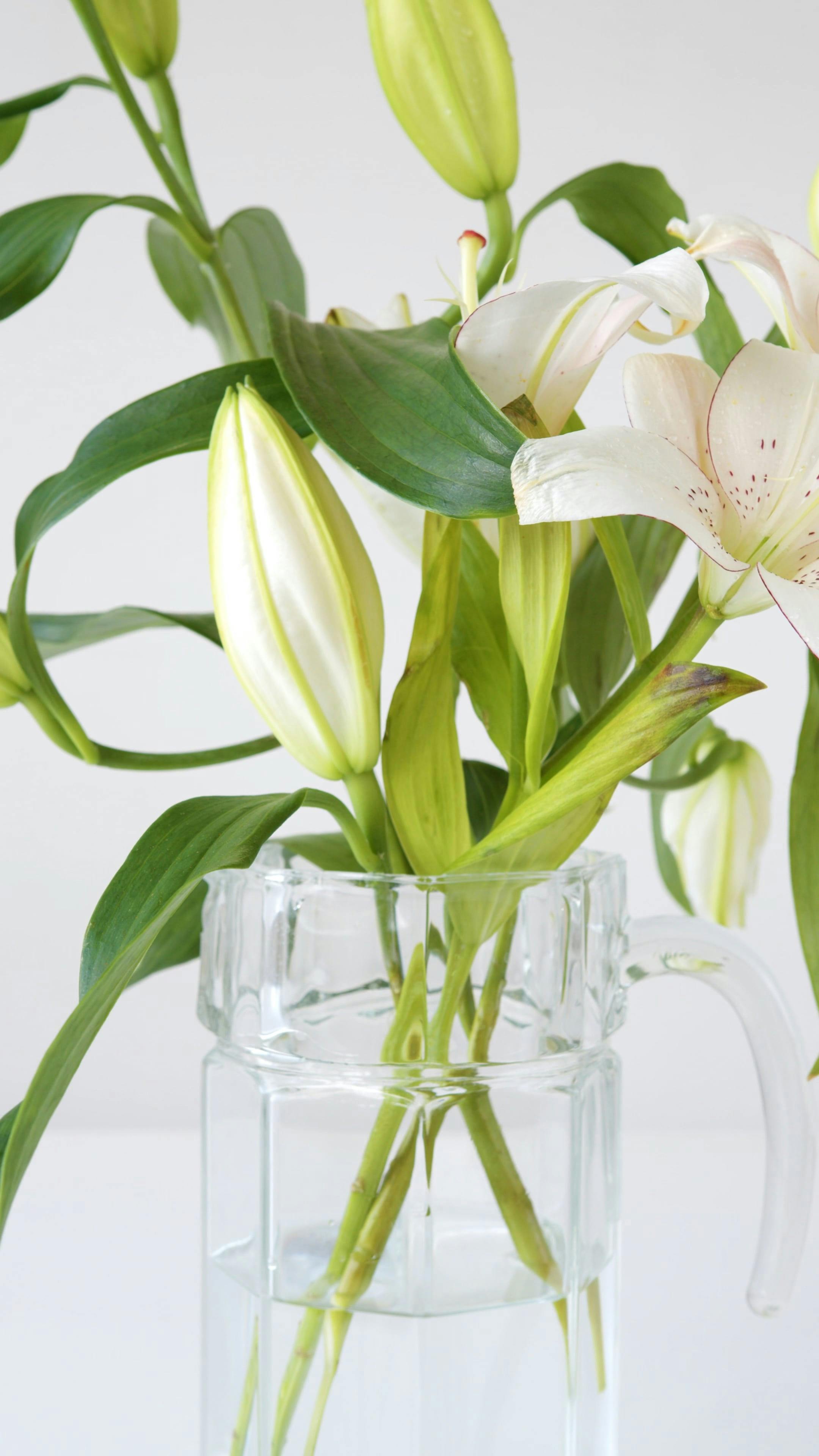 A Lily in Flower Vase · Free Stock Video