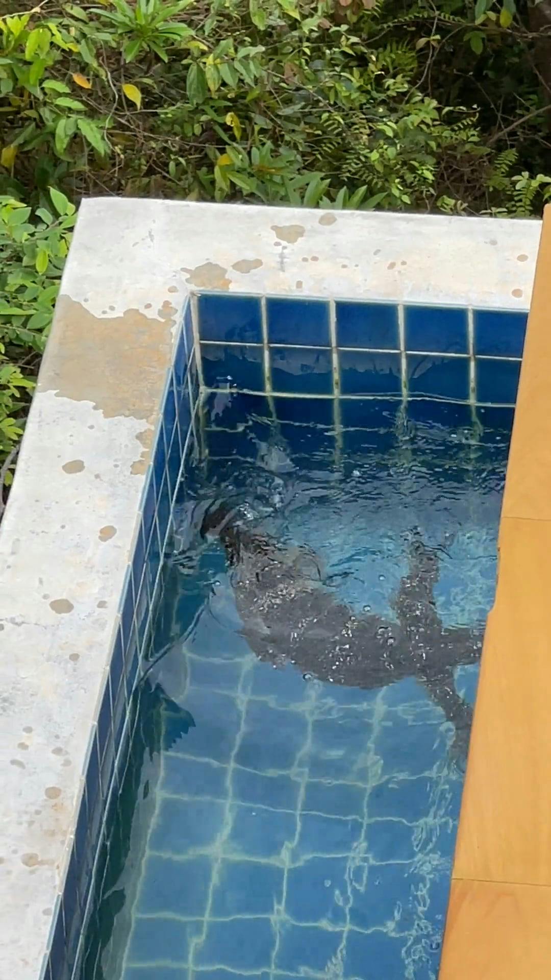 Lizard In Pool Videos, Download The BEST Free 4k Stock Video Footage ...