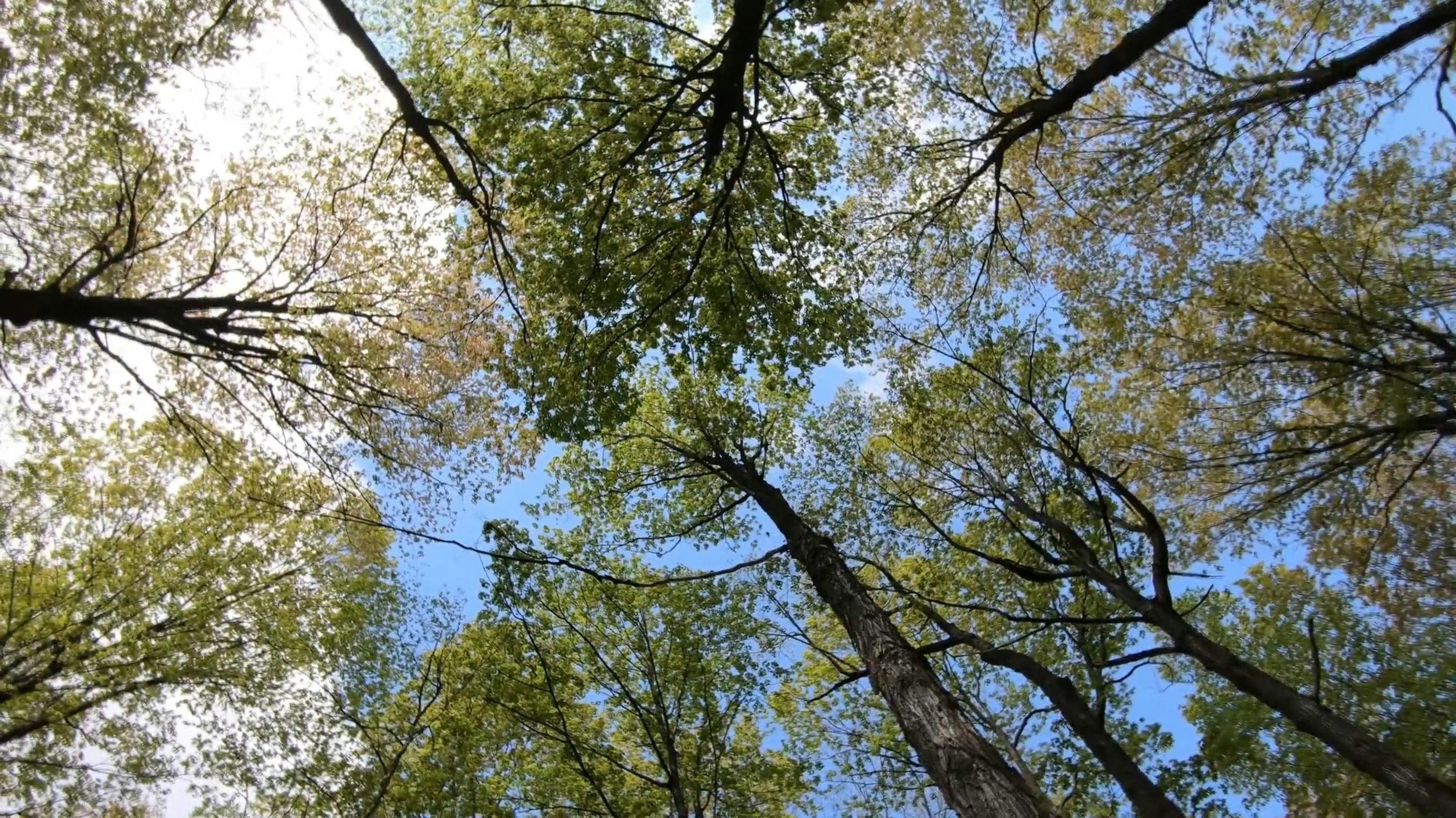 Waving Leaves on Trees Free Stock Video Footage, Royalty-Free 4K & HD ...