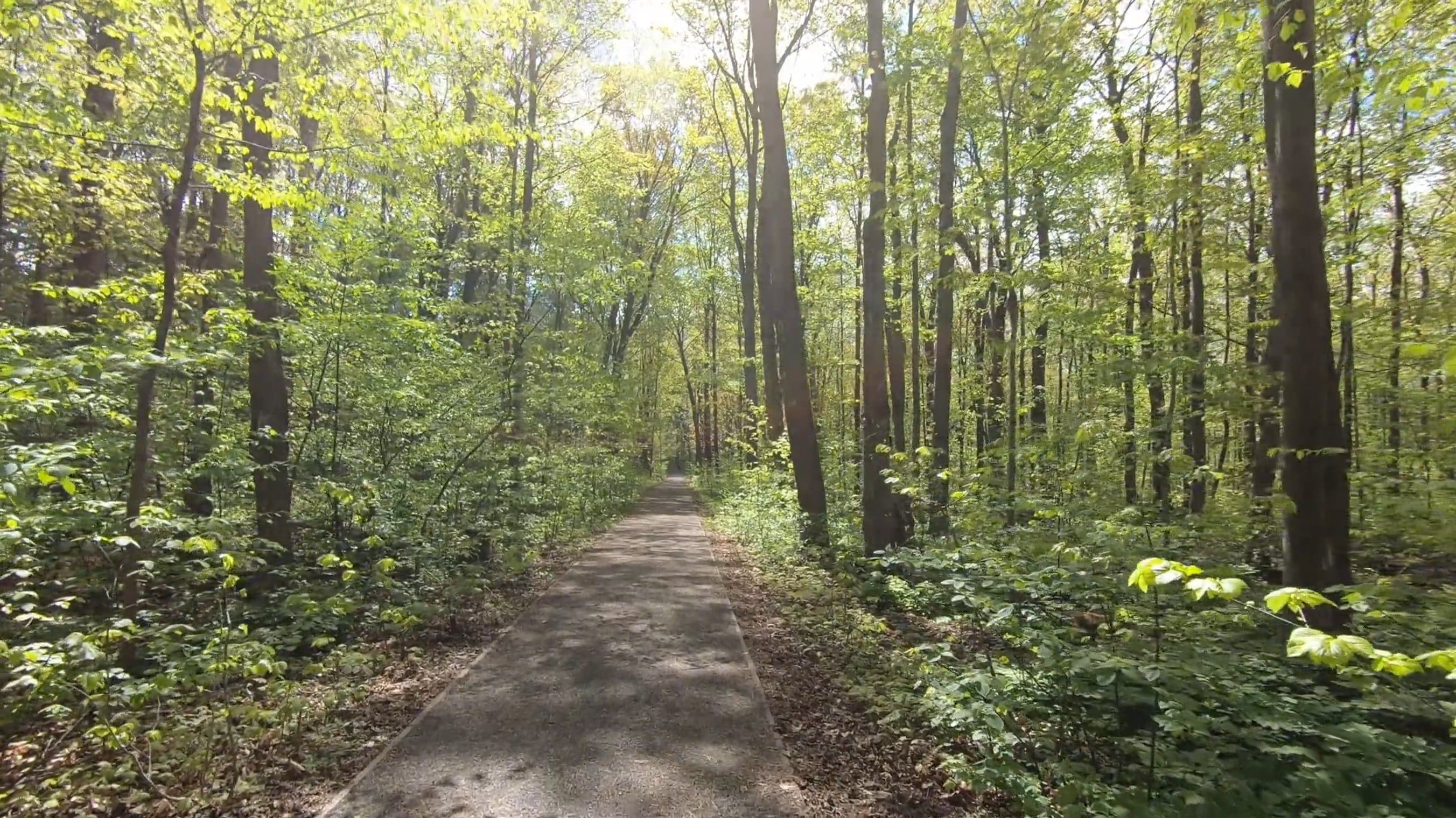 Dark Forest Trail between Tall Trees Free Stock Video Footage, Royalty ...