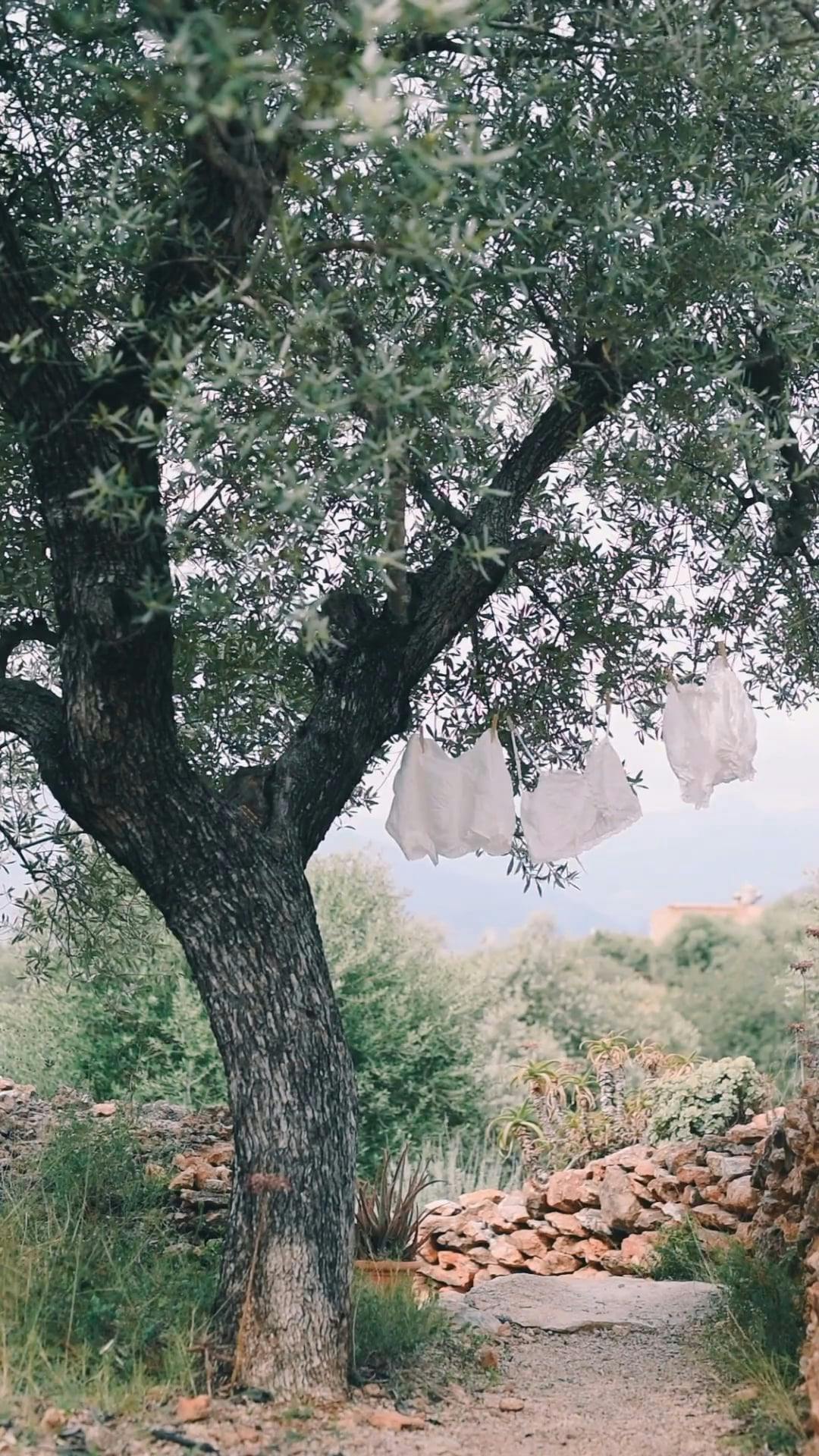 Olive Tree Videos, Download The BEST Free 4k Stock Video Footage ...