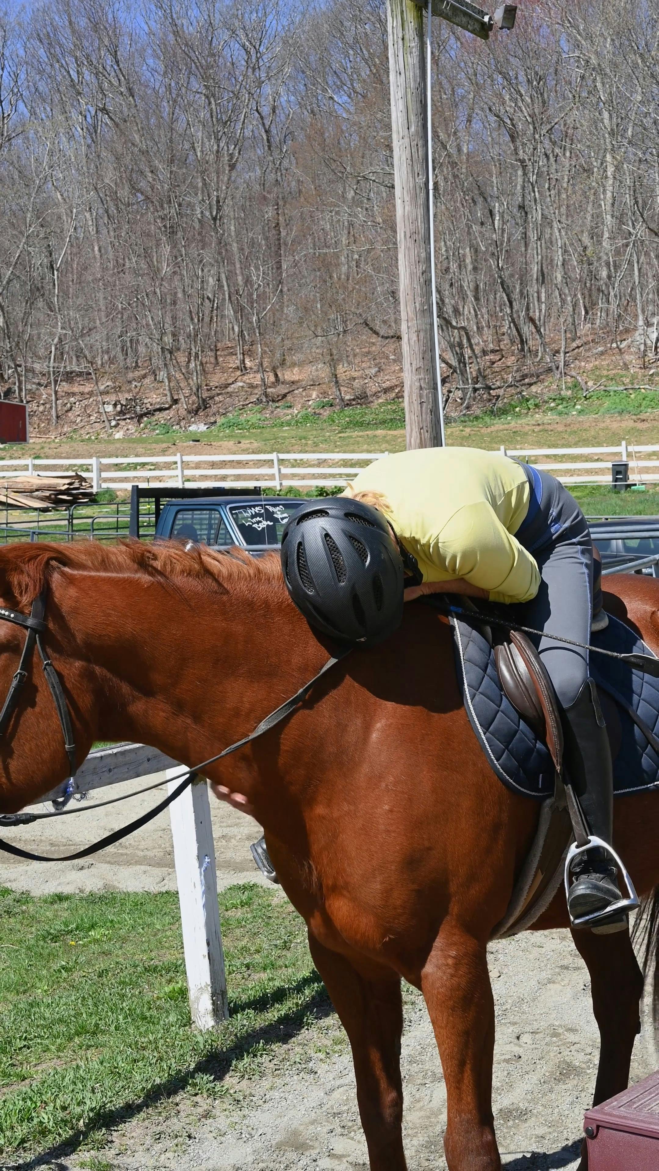 European Horse Videos, Download The BEST Free 4k Stock Video Footage ...