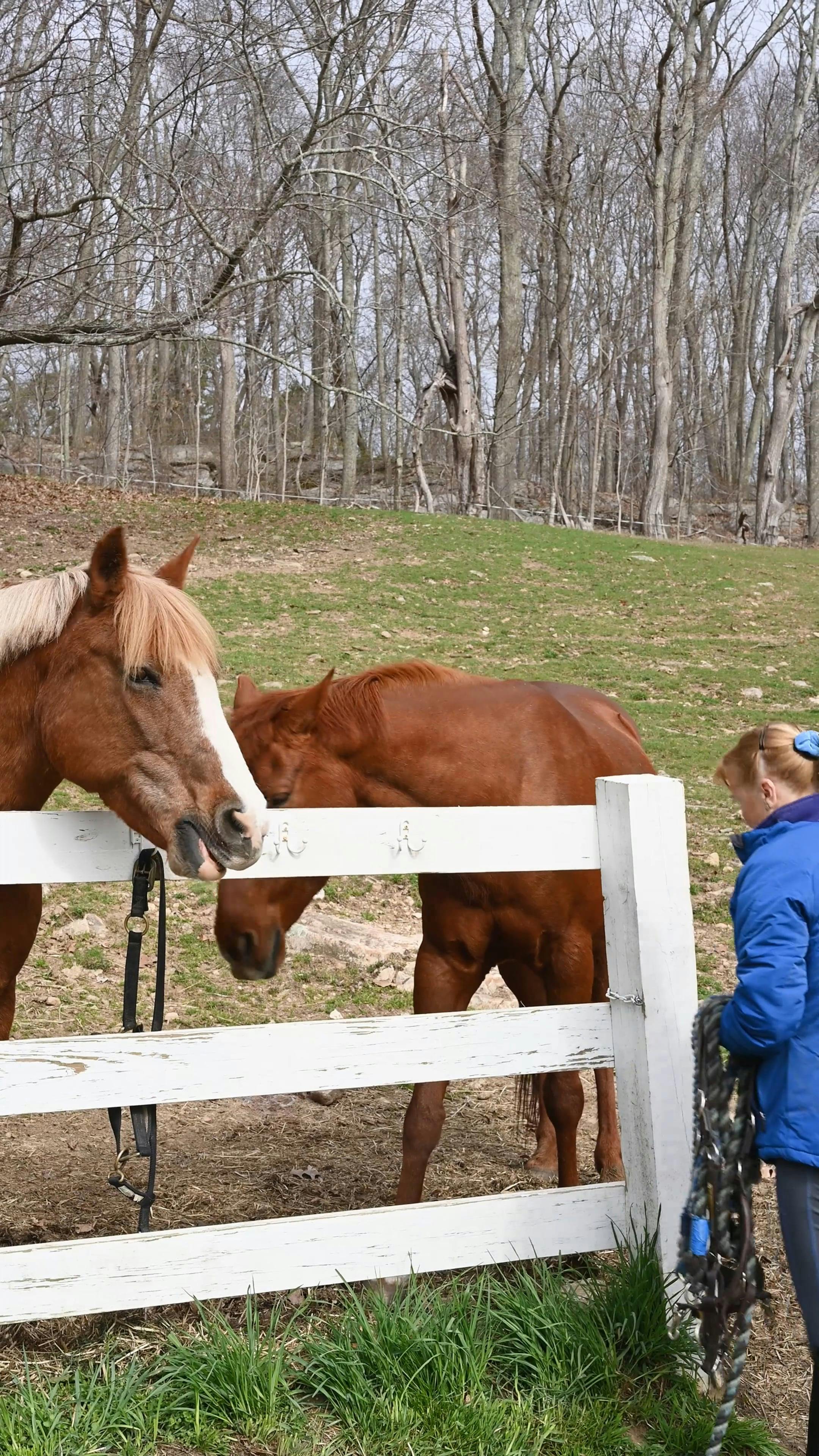 Cute Horses Videos, Download The BEST Free 4k Stock Video Footage ...