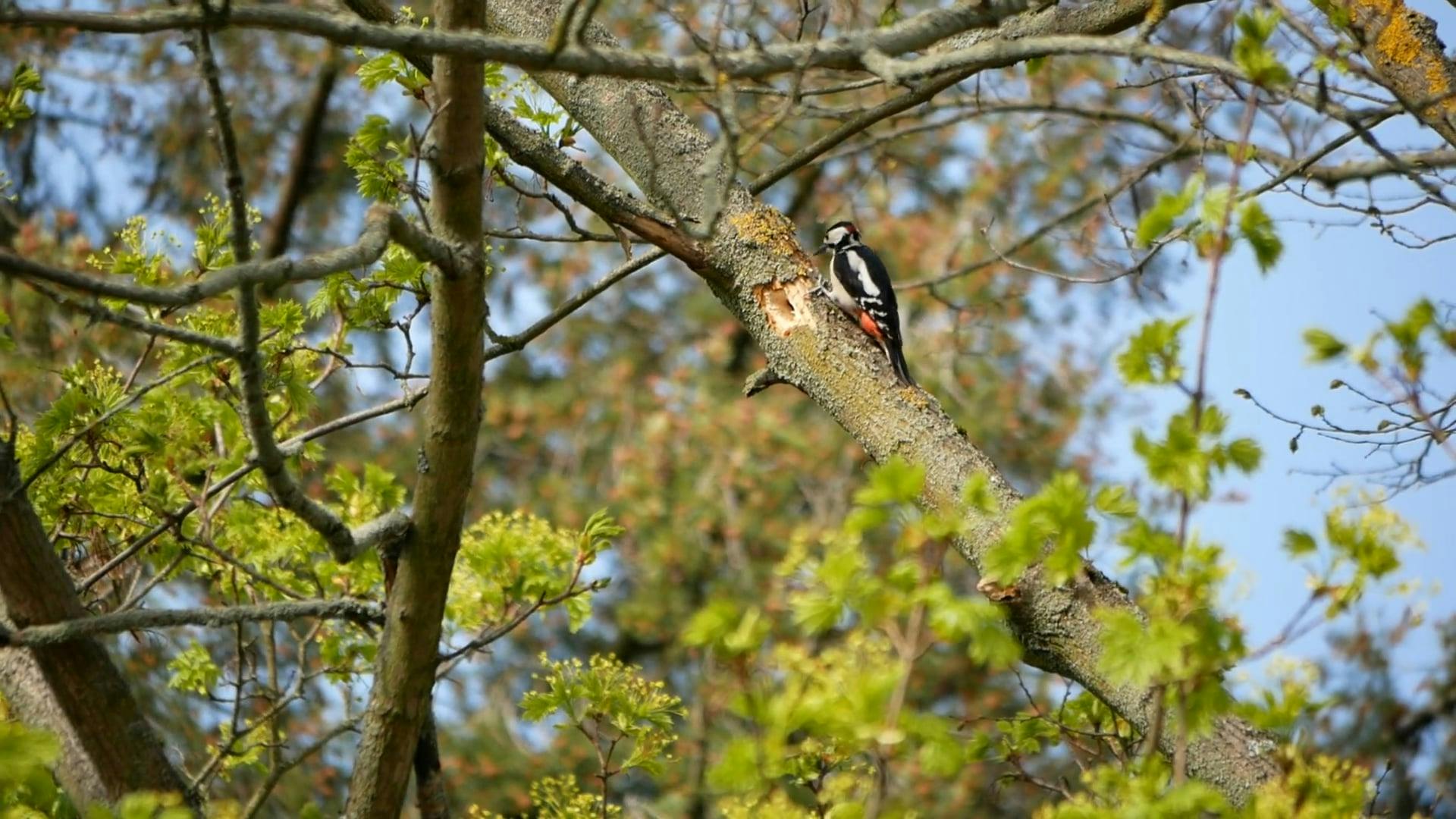 Woodpecker Pecking a Tree Free Stock Video Footage, Royalty-Free 4K ...