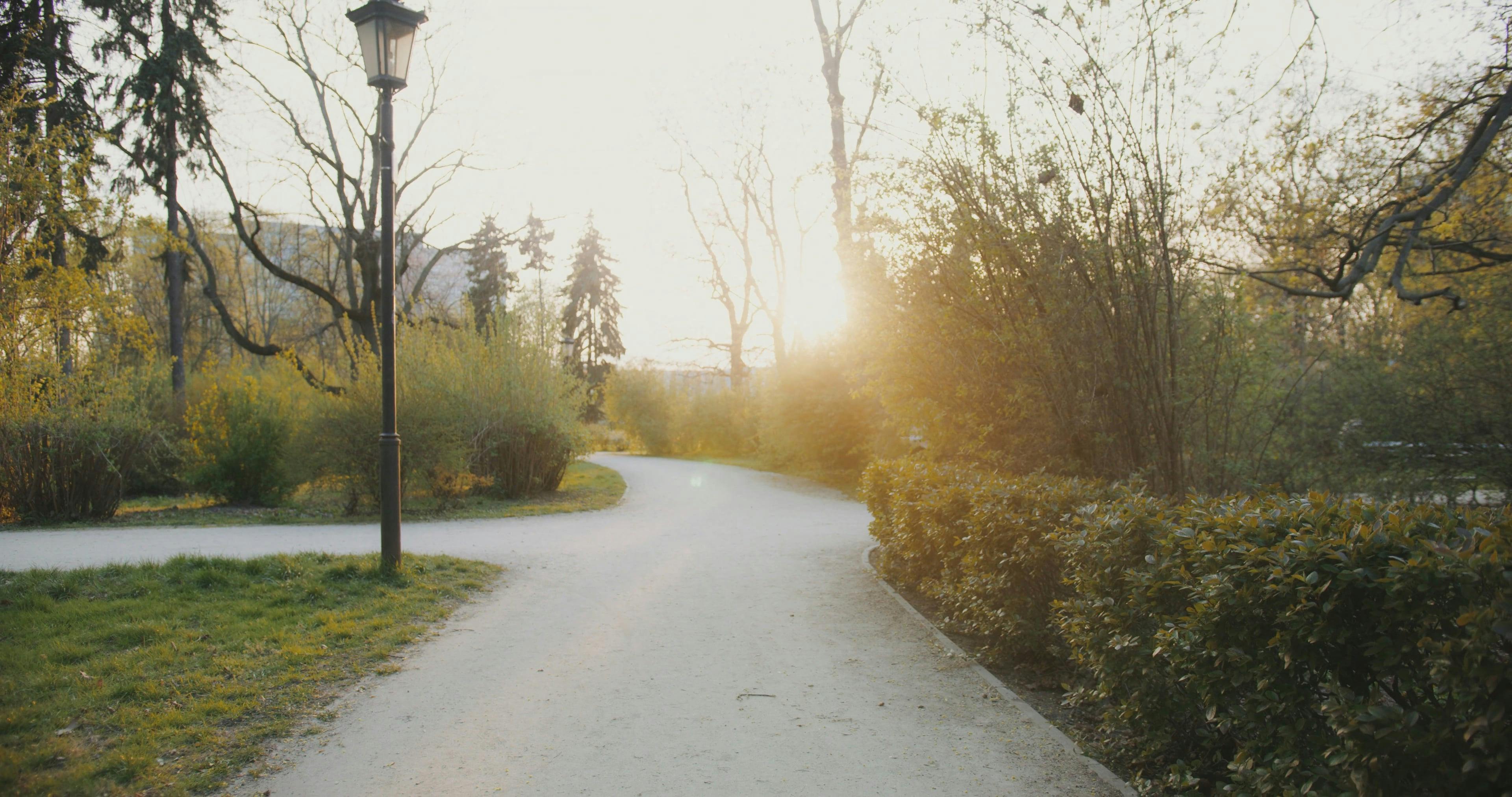 Runner Bush Videos, Download The BEST Free 4k Stock Video Footage ...